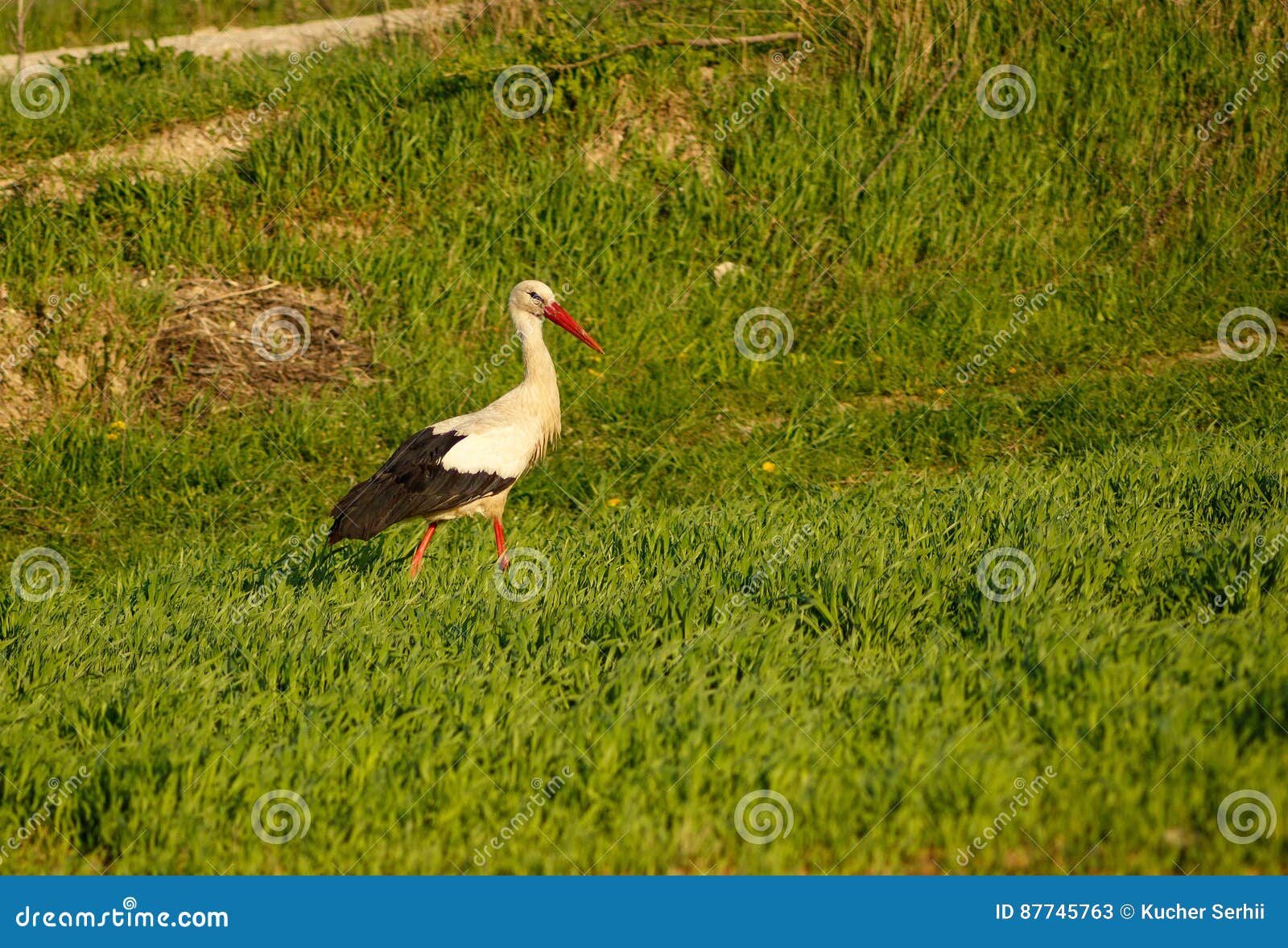 Stork walking in field stock image. Image of feather - 87745763