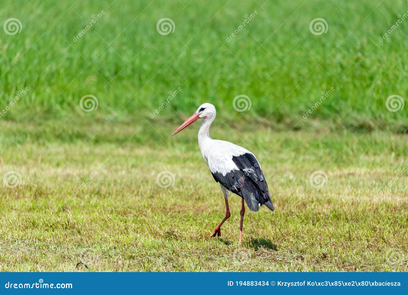 Stork in the meadow stock photo. Image of animals, bird - 194883434