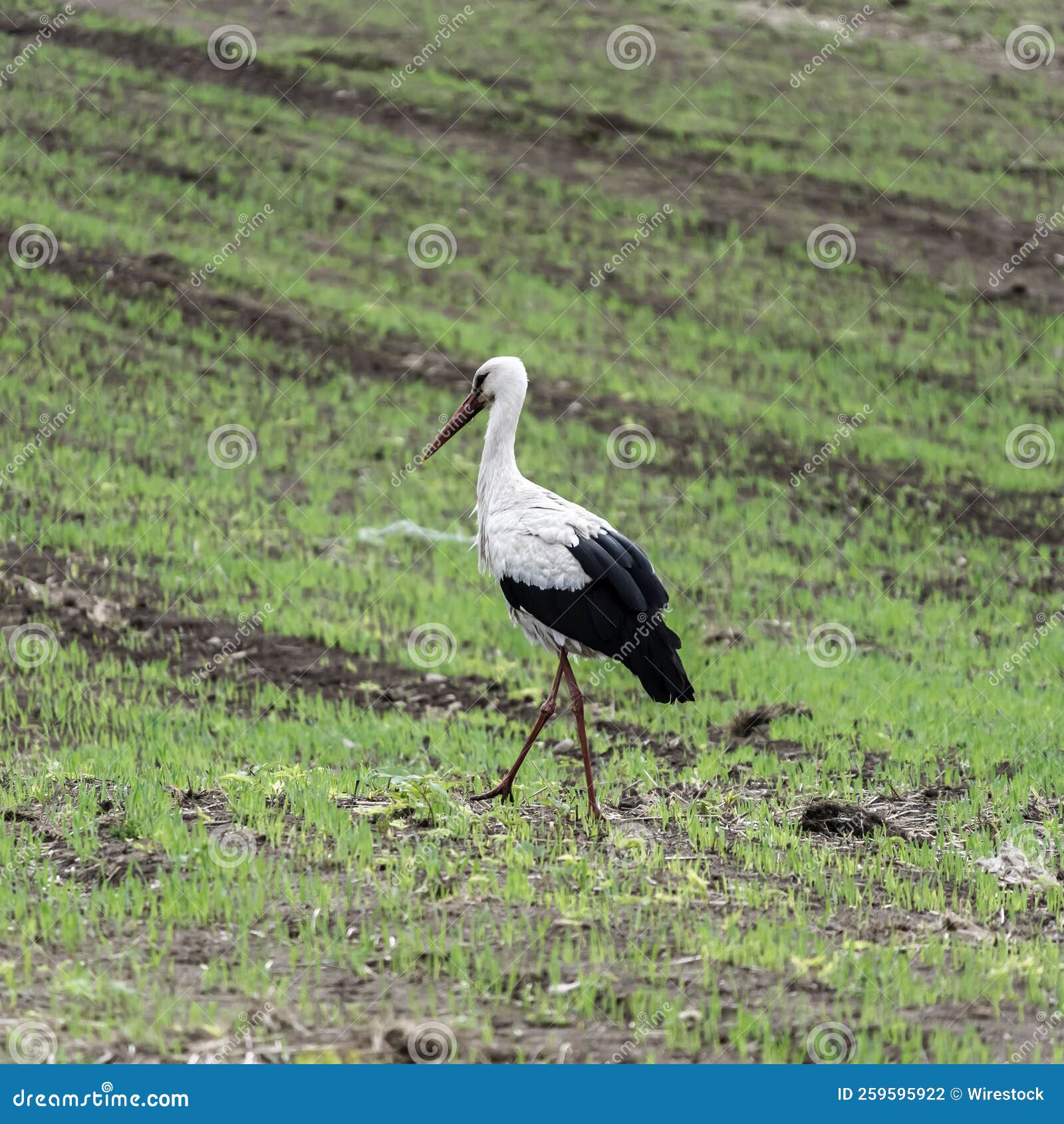 Stork Walking in the Green Field Stock Photo - Image of walking, nature ...