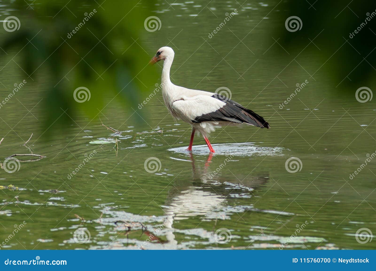 Stork walking in the river stock photo. Image of fauna - 115760700