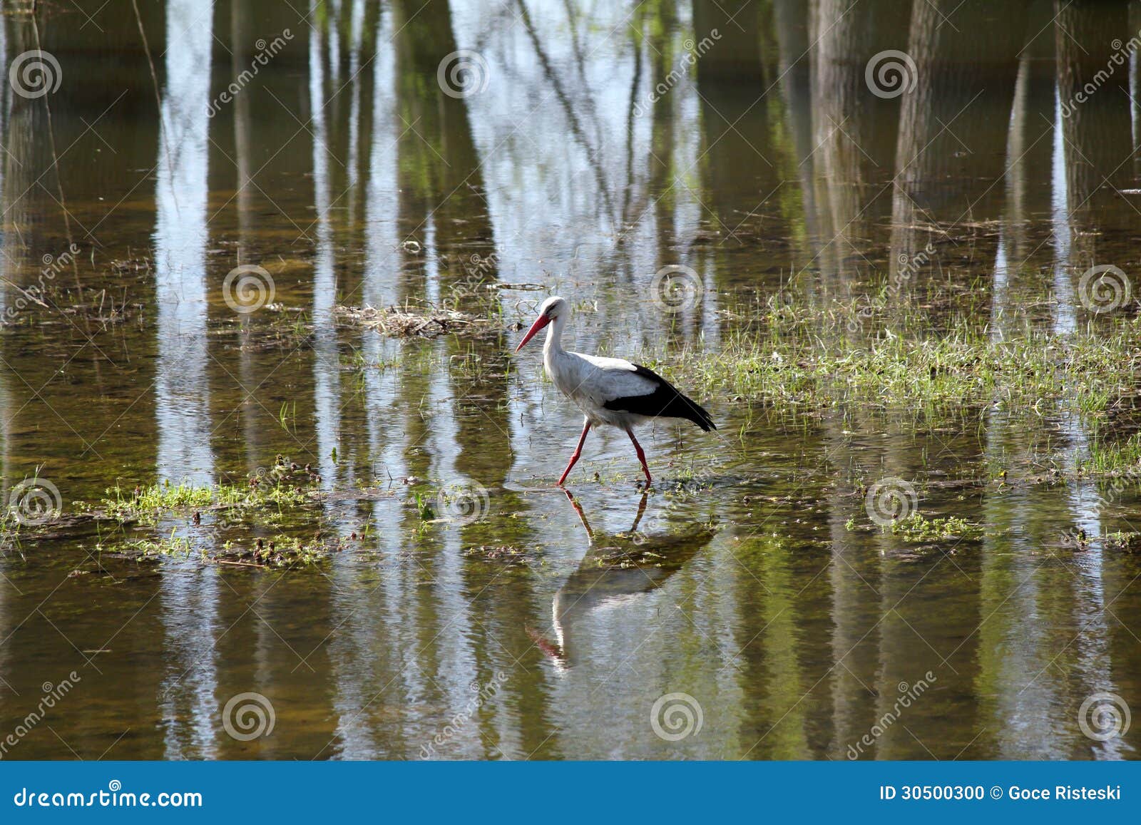 Stork walking on the swamp stock photo. Image of marsh - 30500300