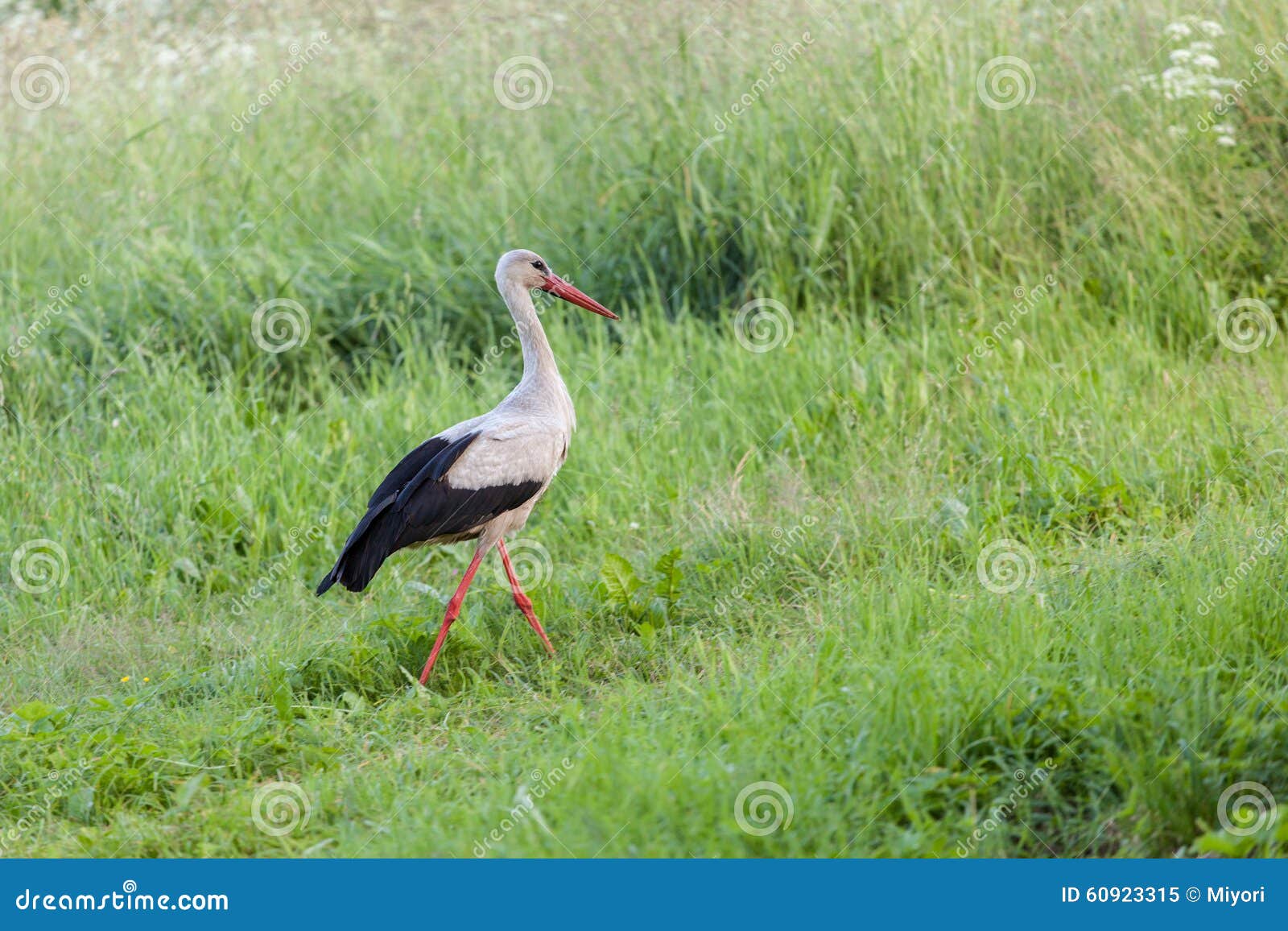 Stork walks stock image. Image of summer, nature, long - 60923315
