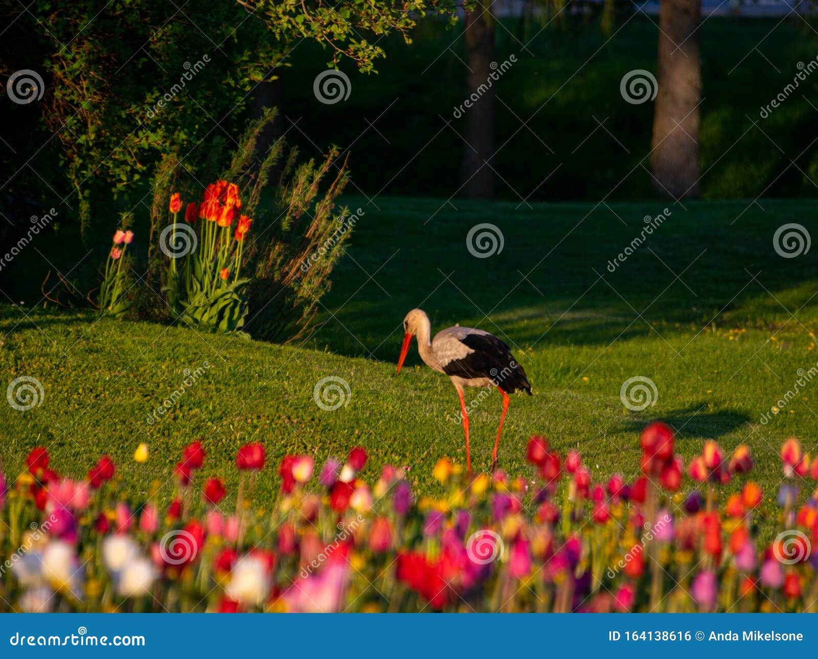 The Stork Walks by the Tulip Field Stock Photo - Image of flower, walks ...
