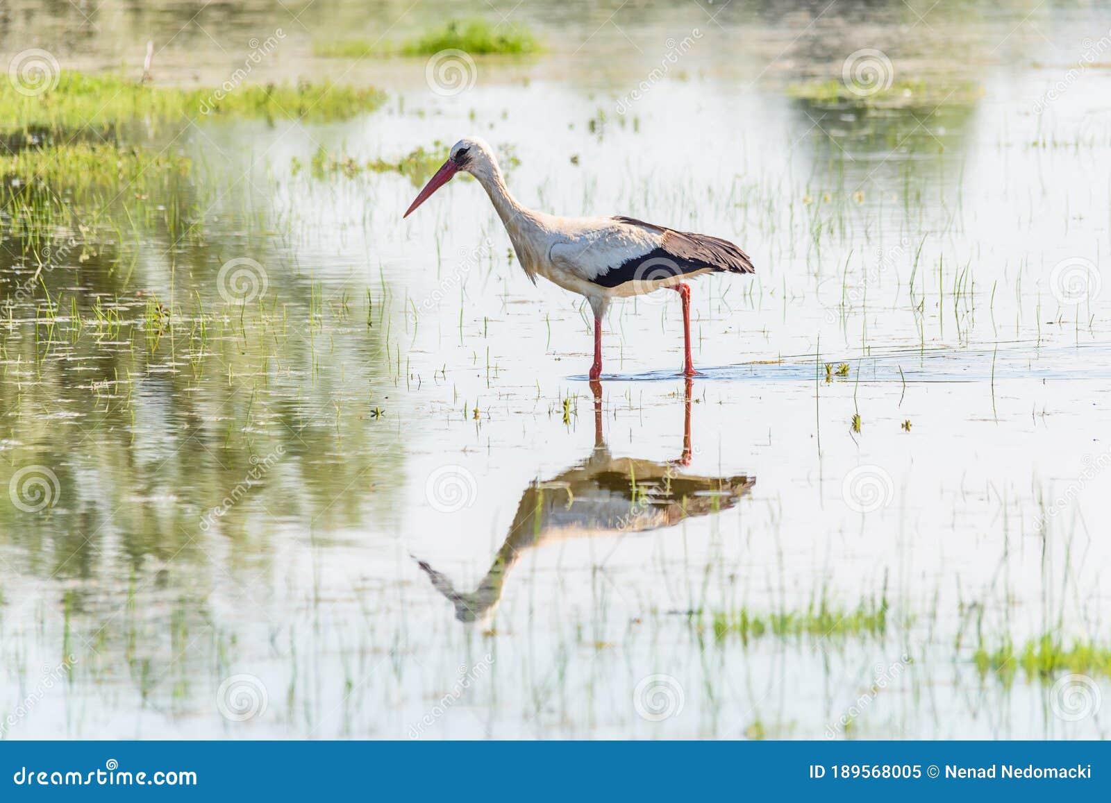 The Stork Walks on the Water. Stock Image - Image of beak, bird: 189568005