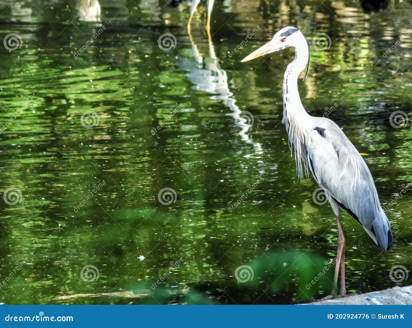 Stork in the water stock photo. Image of waterfowl, waterbird - 202924776