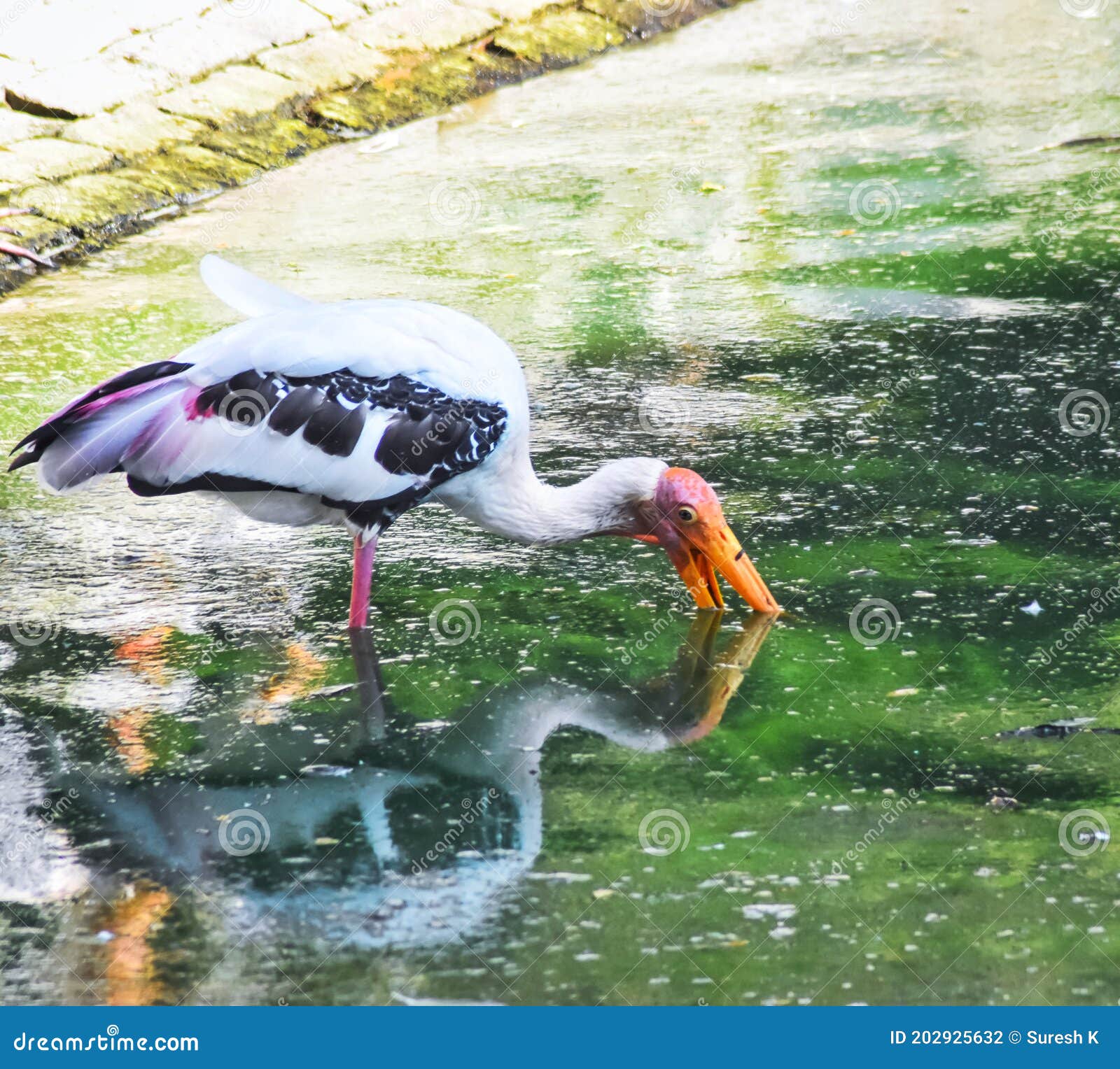 Stork in the water stock photo. Image of wetland, wing - 202925632