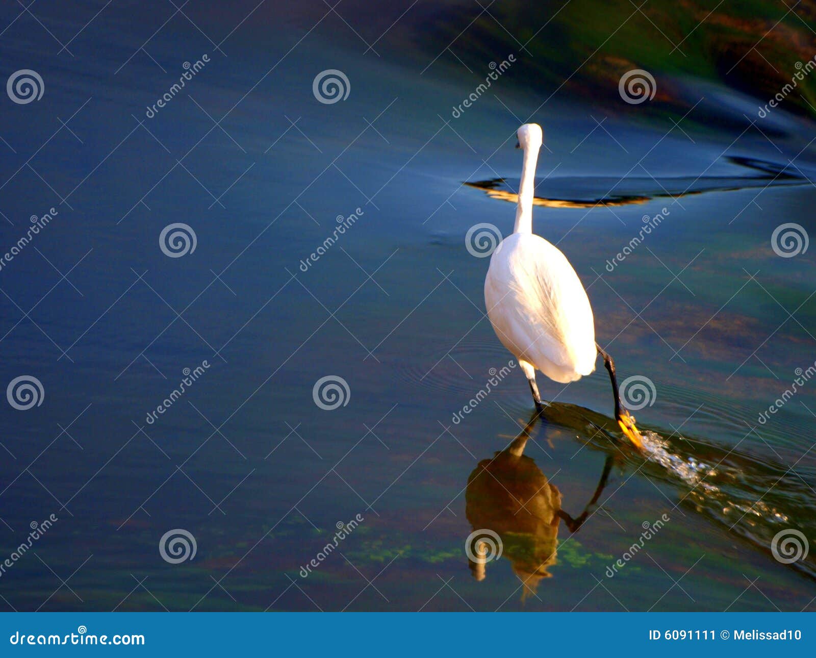 Stork in the water stock image. Image of animal, reflected - 6091111