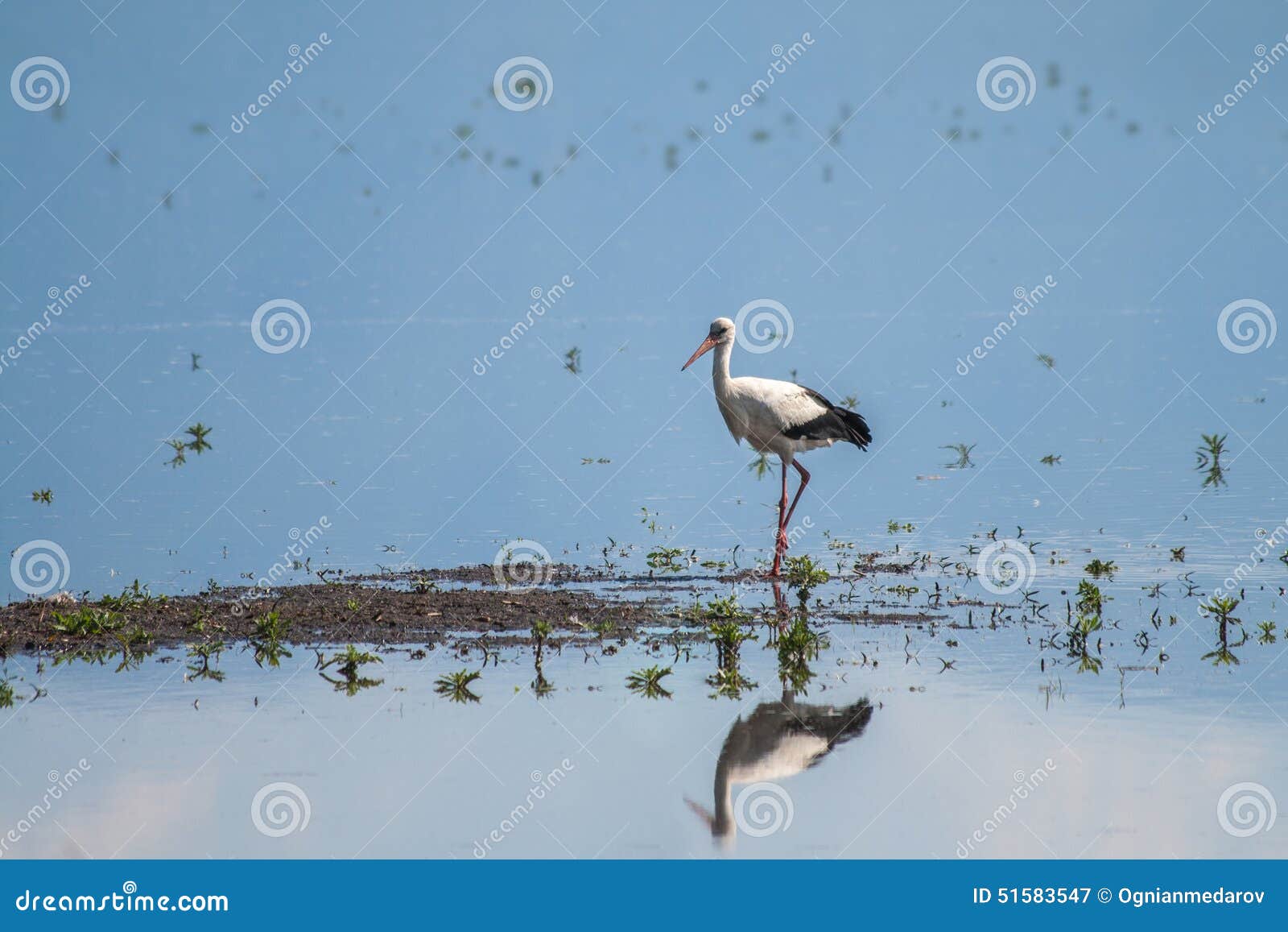 Stork in the Water stock image. Image of life, water - 51583547