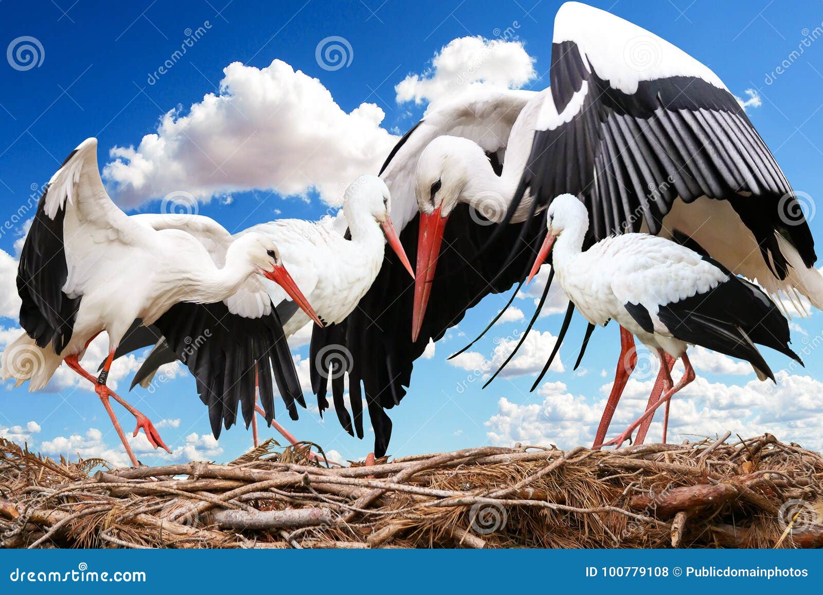Stork, White Stork, Bird, Beak Picture. Image: 100779108