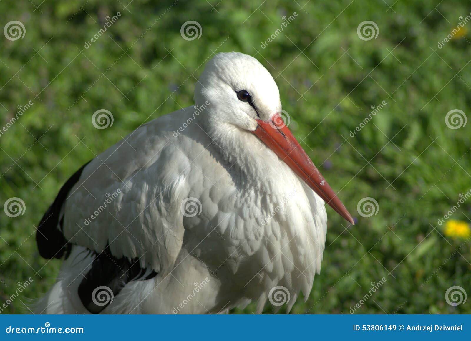 Stork stock image. Image of stork, green, grass, standing - 53806149