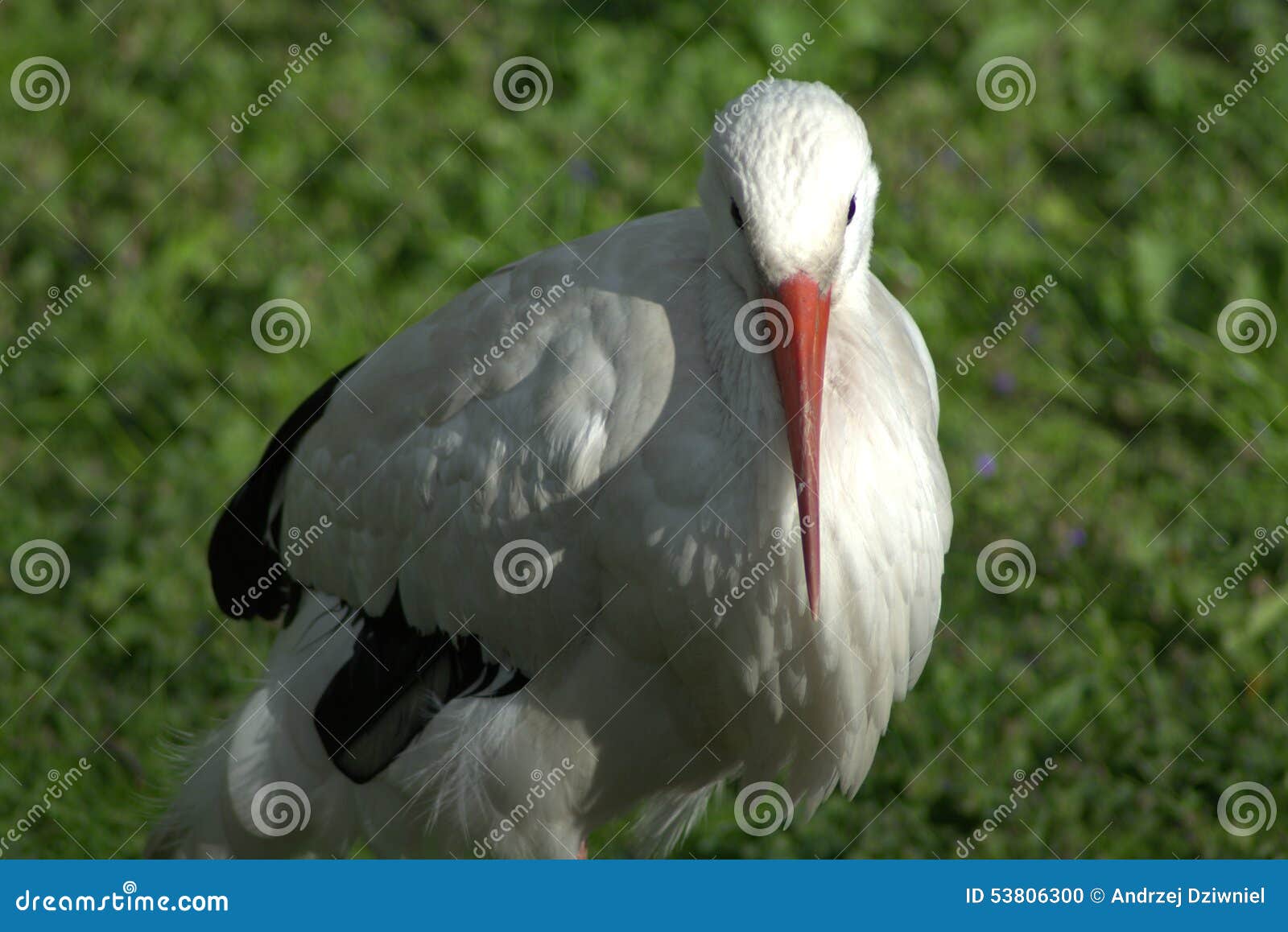 Stork stock photo. Image of green, stork, crane, ibis - 53806300