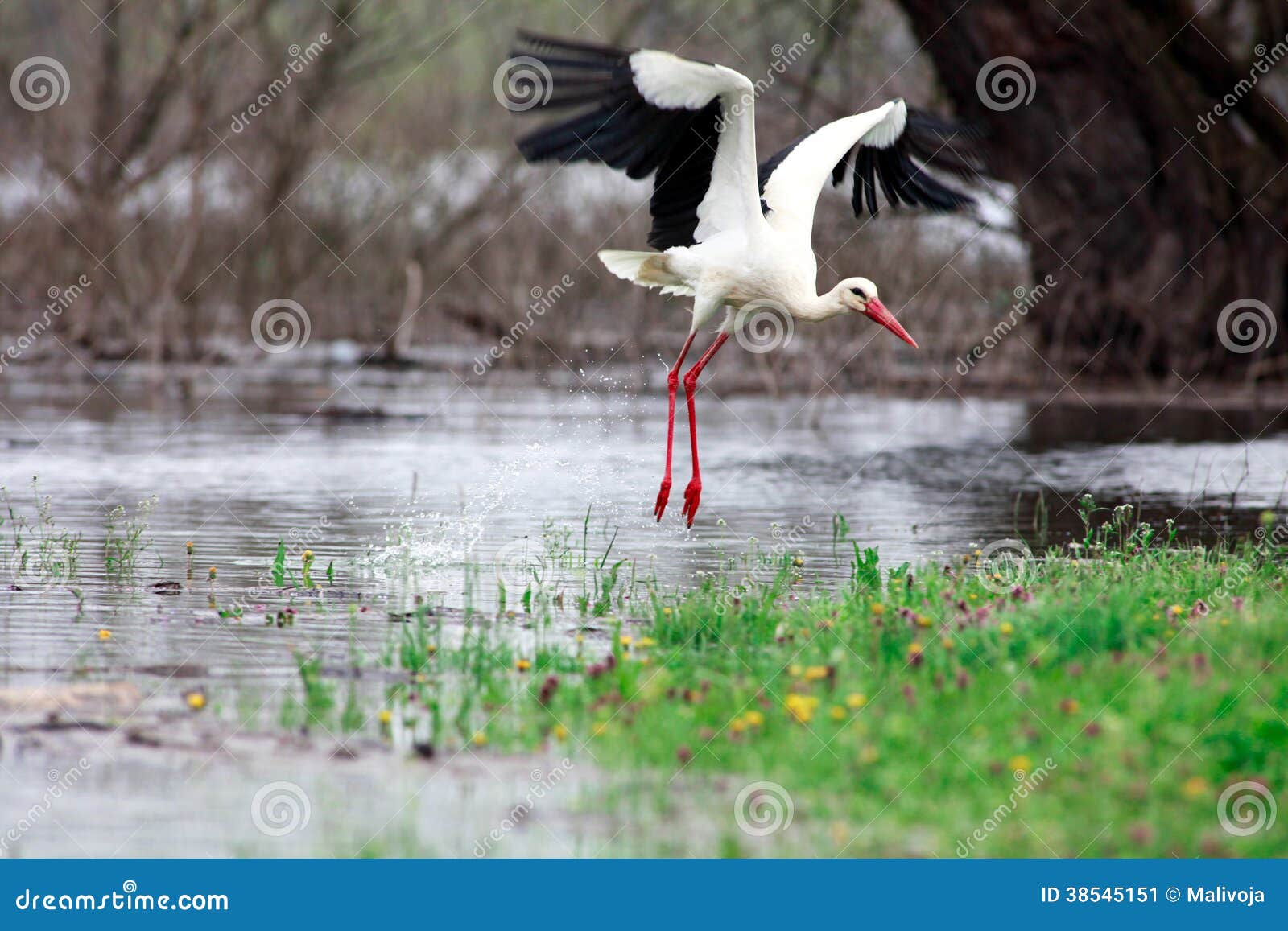 Stork in wildness stock image. Image of bird, side, wading - 38545151