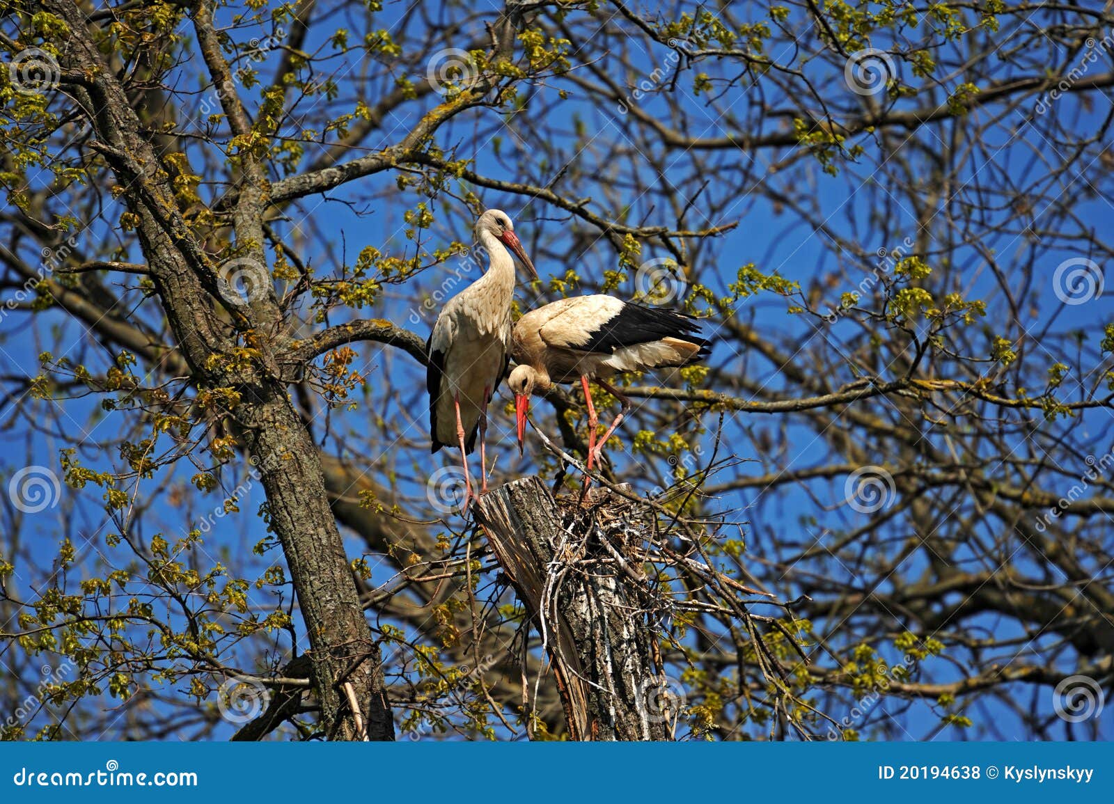 Stork on wing stock photo. Image of kind, holland, ciconia - 20194638
