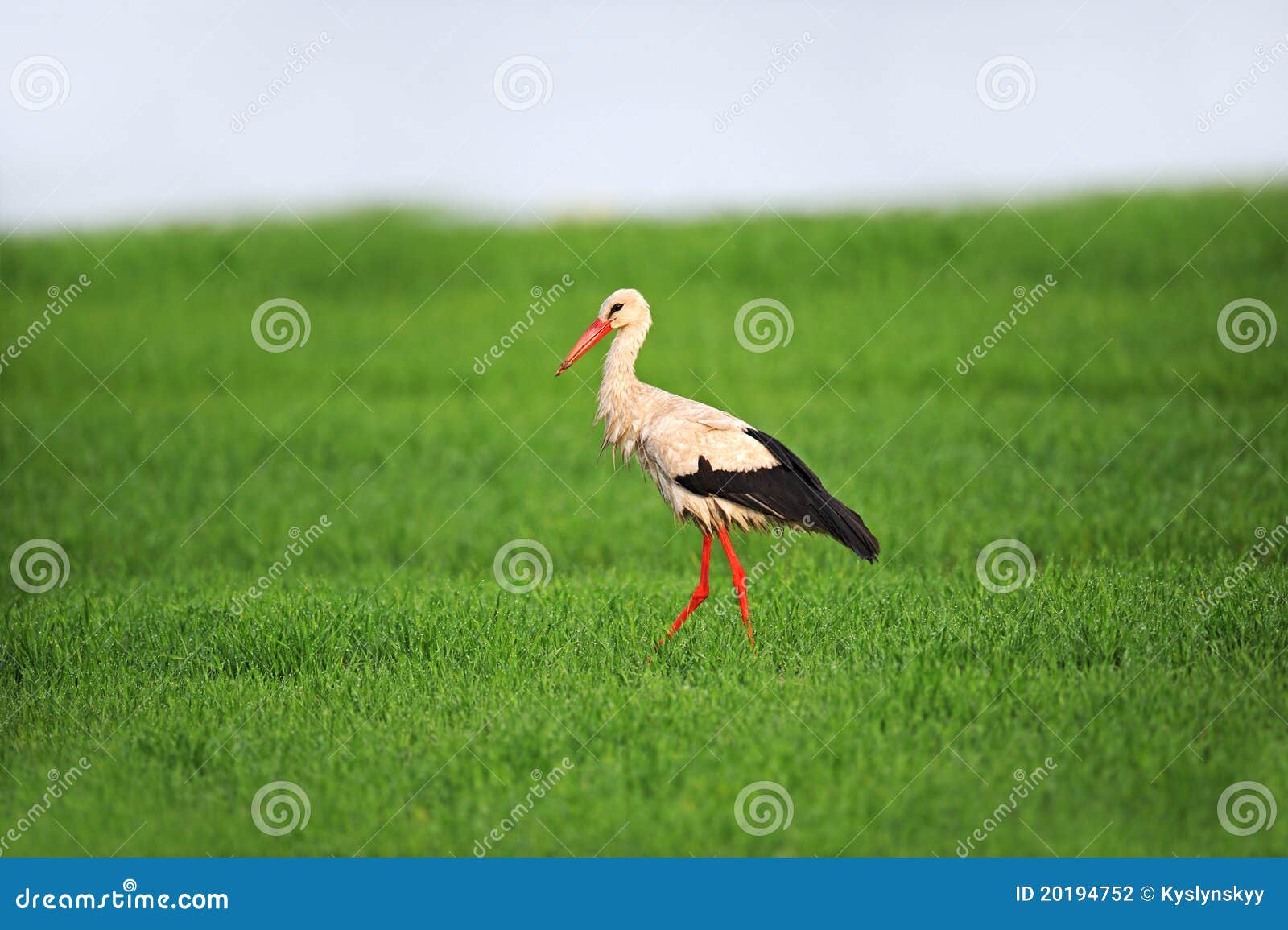 Stork on wing stock photo. Image of bird, freedom, flying - 20194752