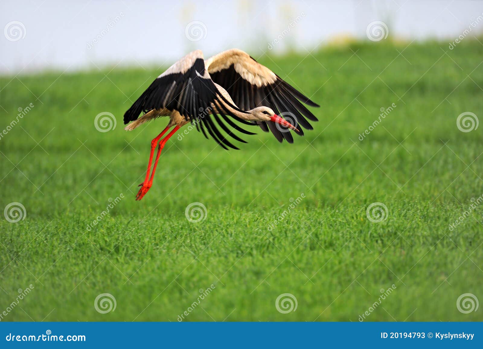 Stork on wing stock image. Image of flying, building - 20194793