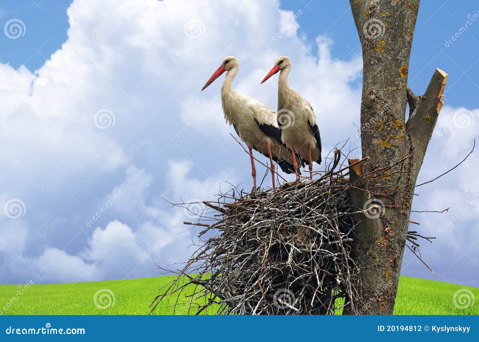 Stork on wing stock photo. Image of neck, habitat, beak - 20194812