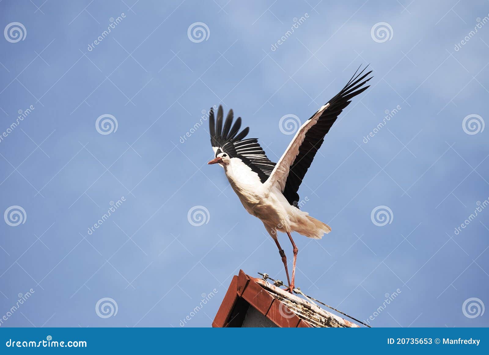 Stork wings stock image. Image of feather, bird, nature - 20735653