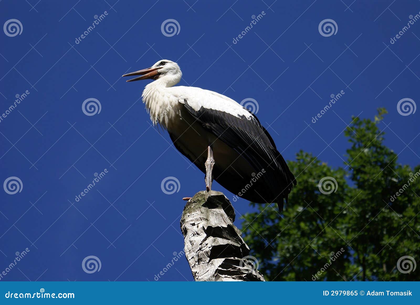 Stork Wings Picture. Image: 2979865