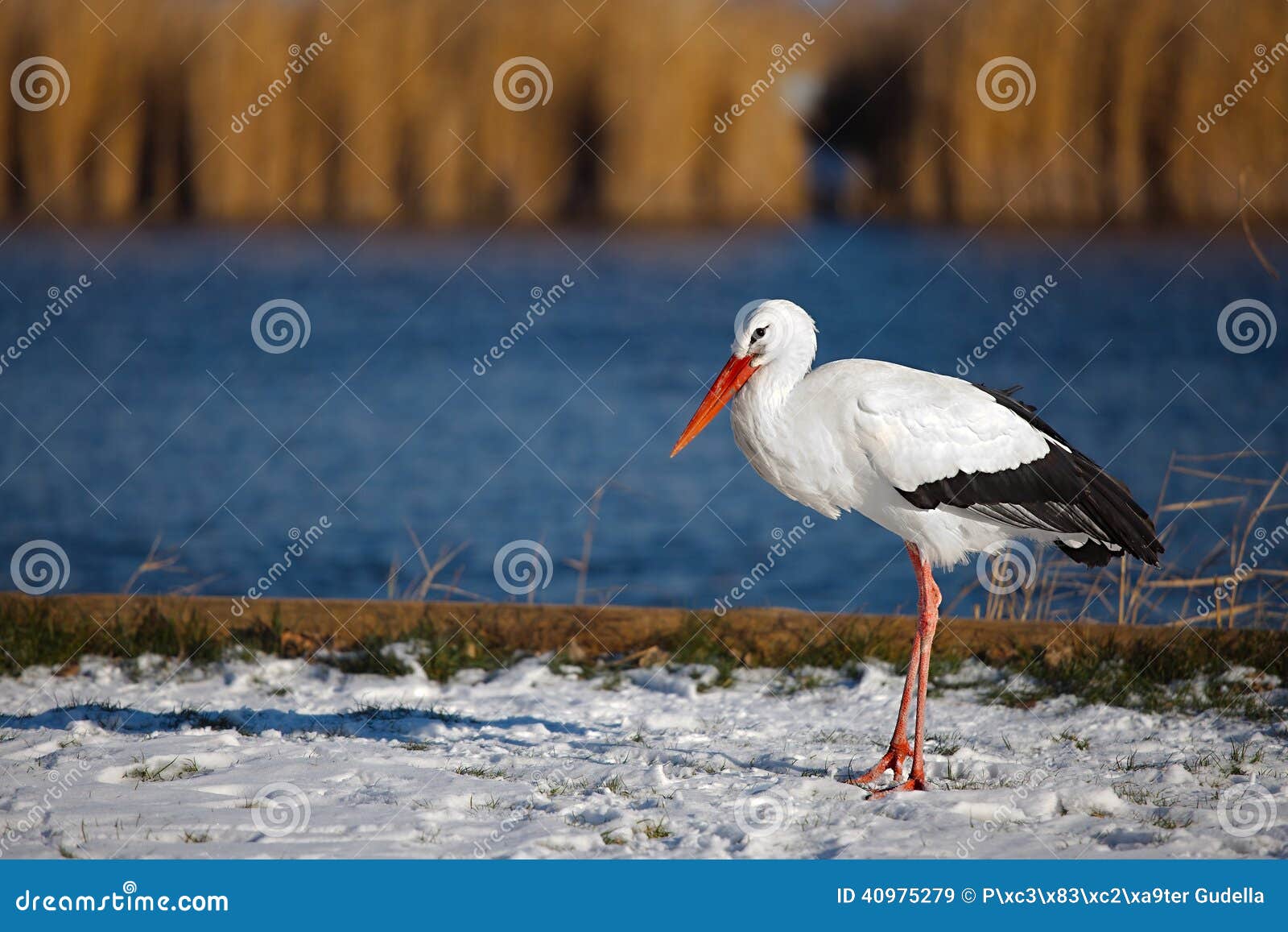 Stork in Winter stock image. Image of life, stork, snow - 40975279