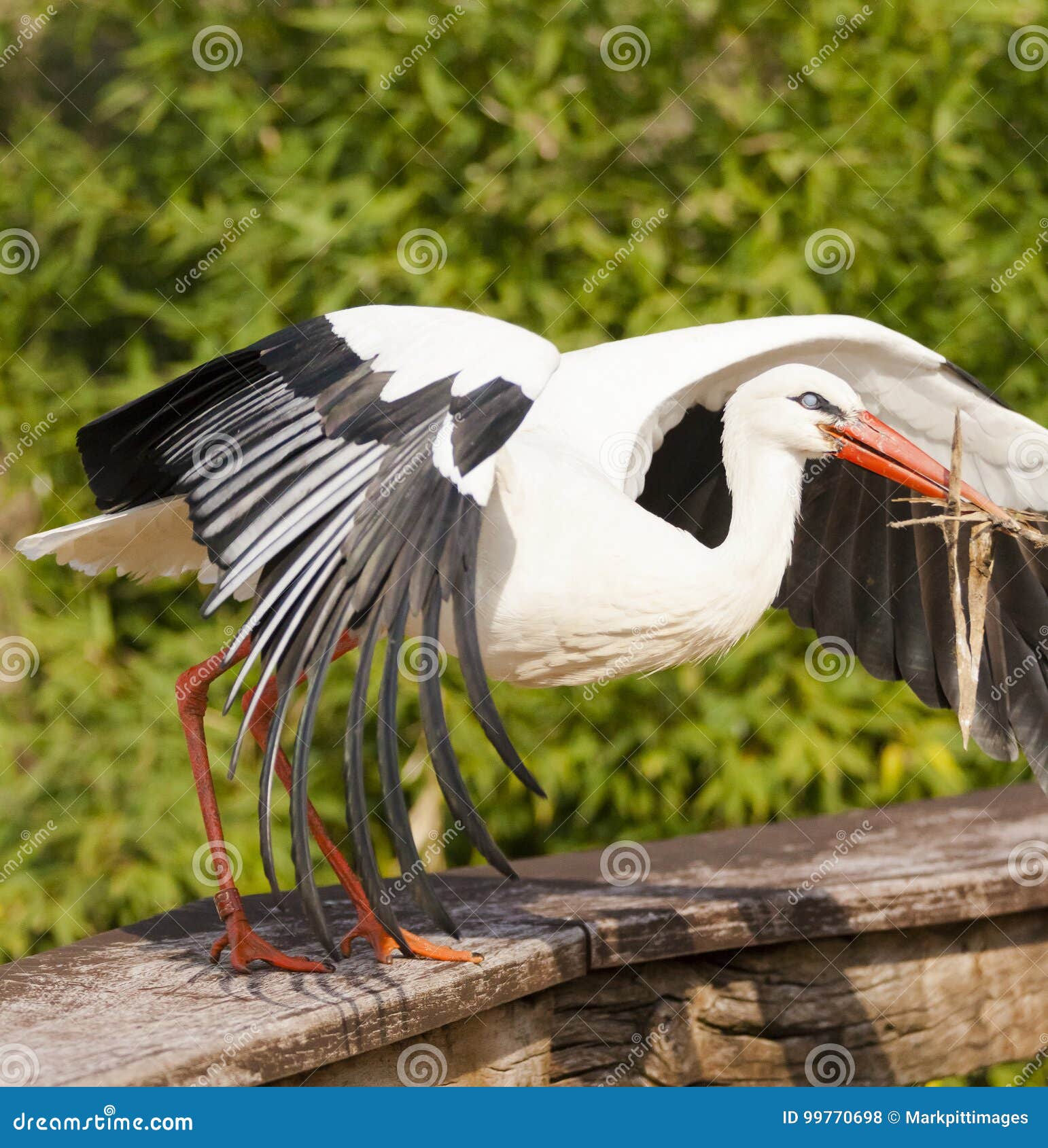 Stork doing its nest stock photo. Image of avian, fauna - 99770698