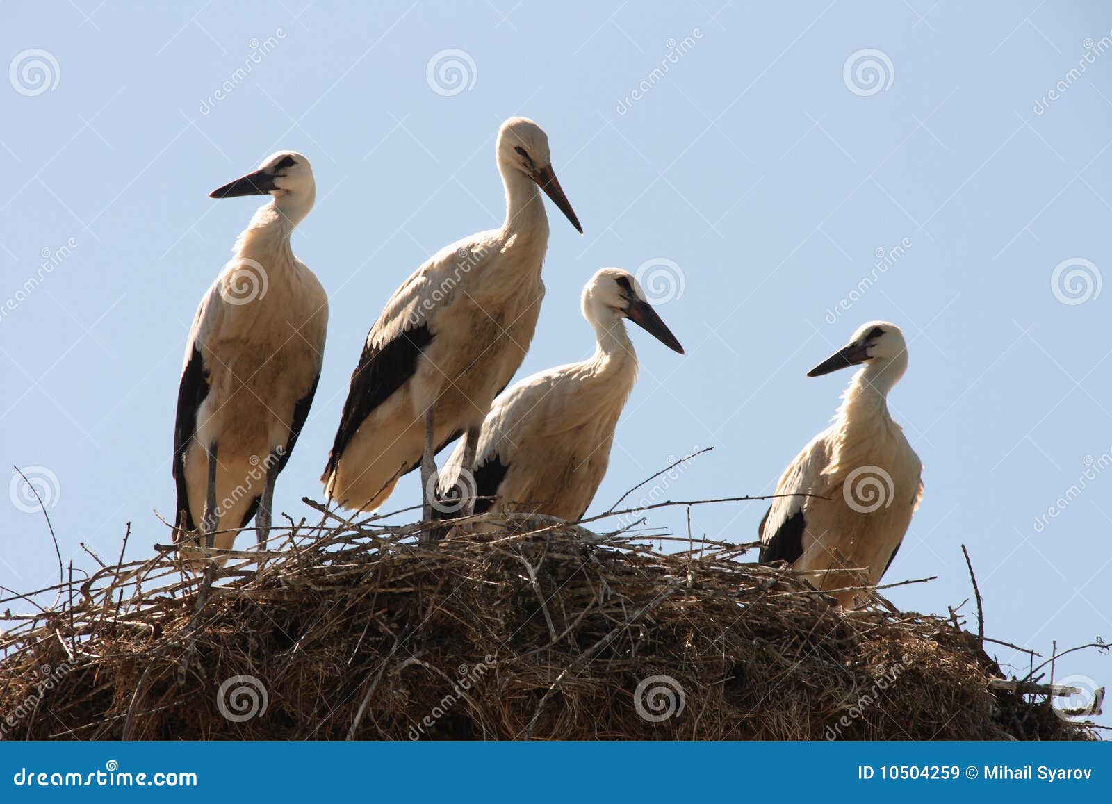 Storks stock image. Image of wildlife, stork, animal - 10504259