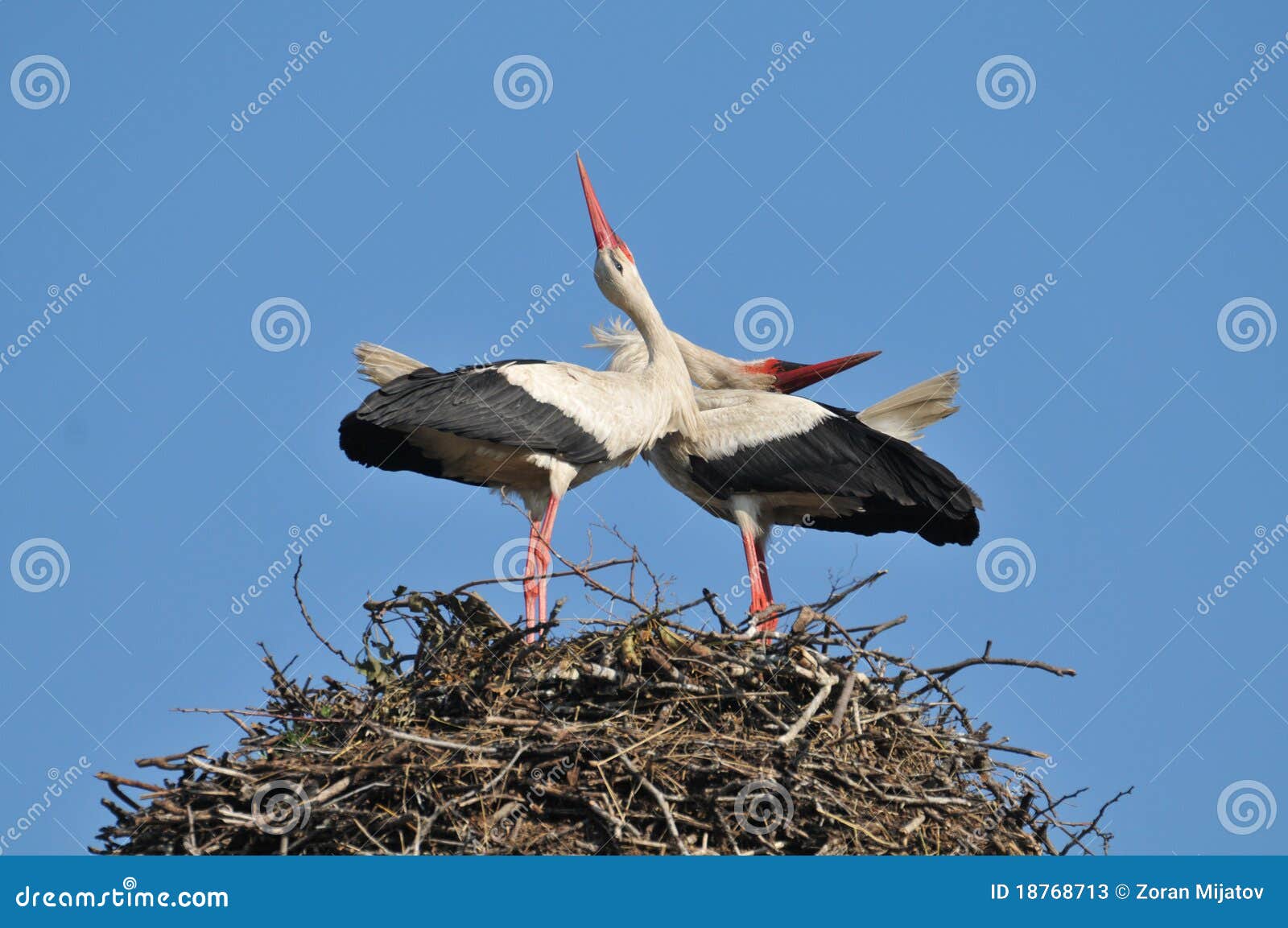 Storks stock image. Image of mother, eggs, parents, family - 18768713
