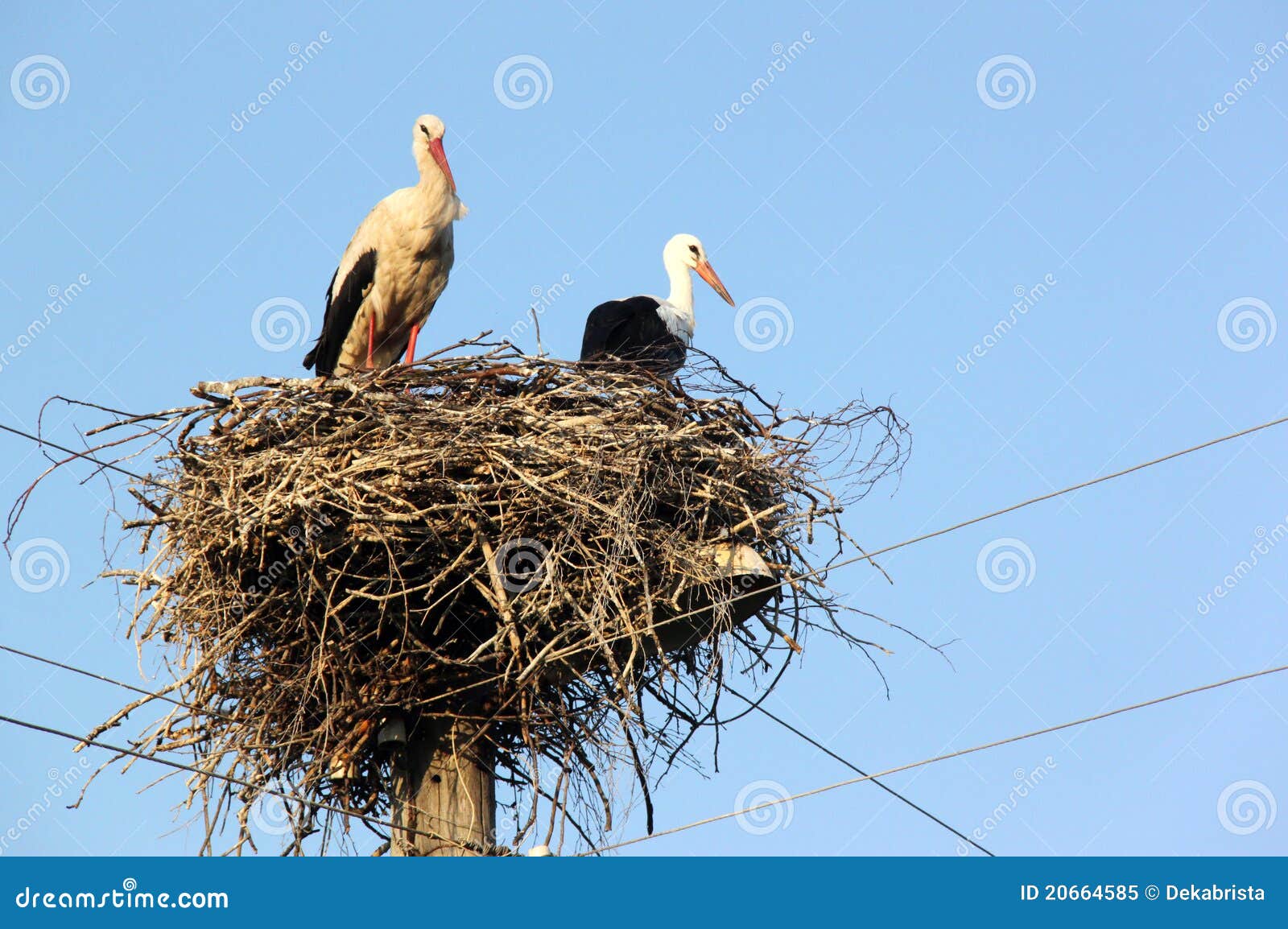 Storks stock image. Image of care, wight, pole, feather - 20664585
