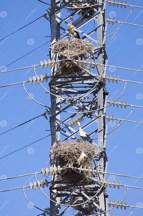 Storks stock photo. Image of pillar, nest, cable, distribution - 23834260