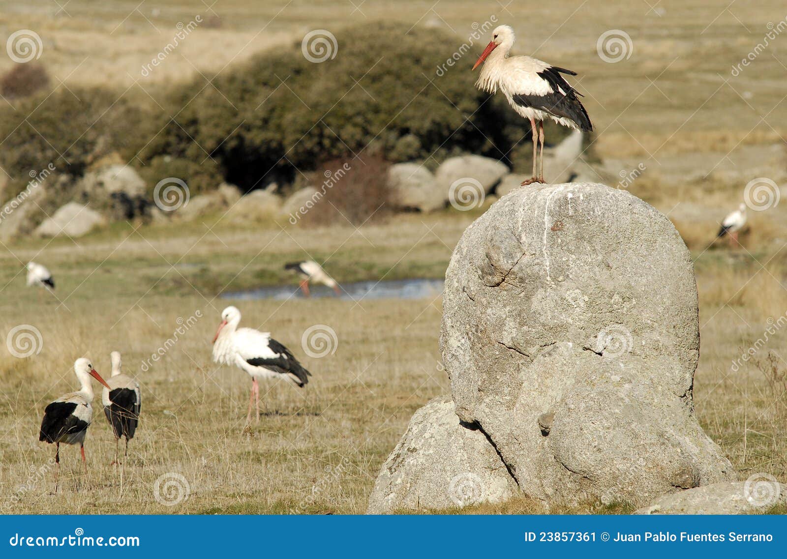 Storks stock image. Image of eagles, prey, wildlife, storks - 23857361