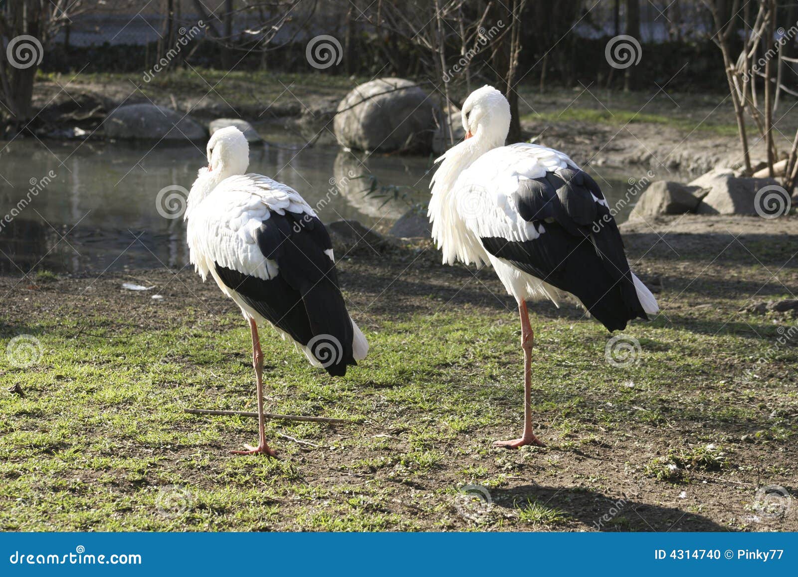 Storks stock photo. Image of legs, animal, grass, birds - 4314740