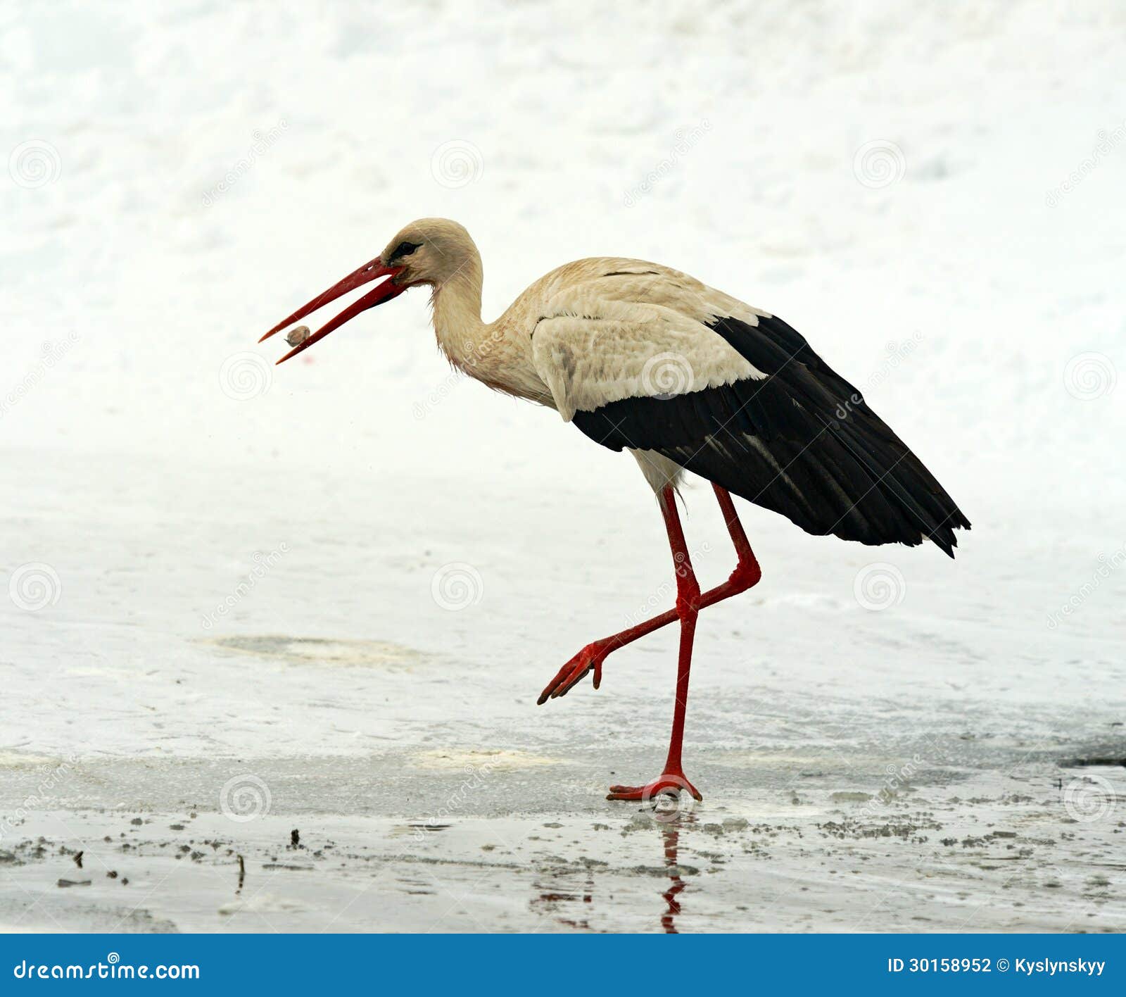 Storks stock photo. Image of feathers, beautiful, snow - 30158952