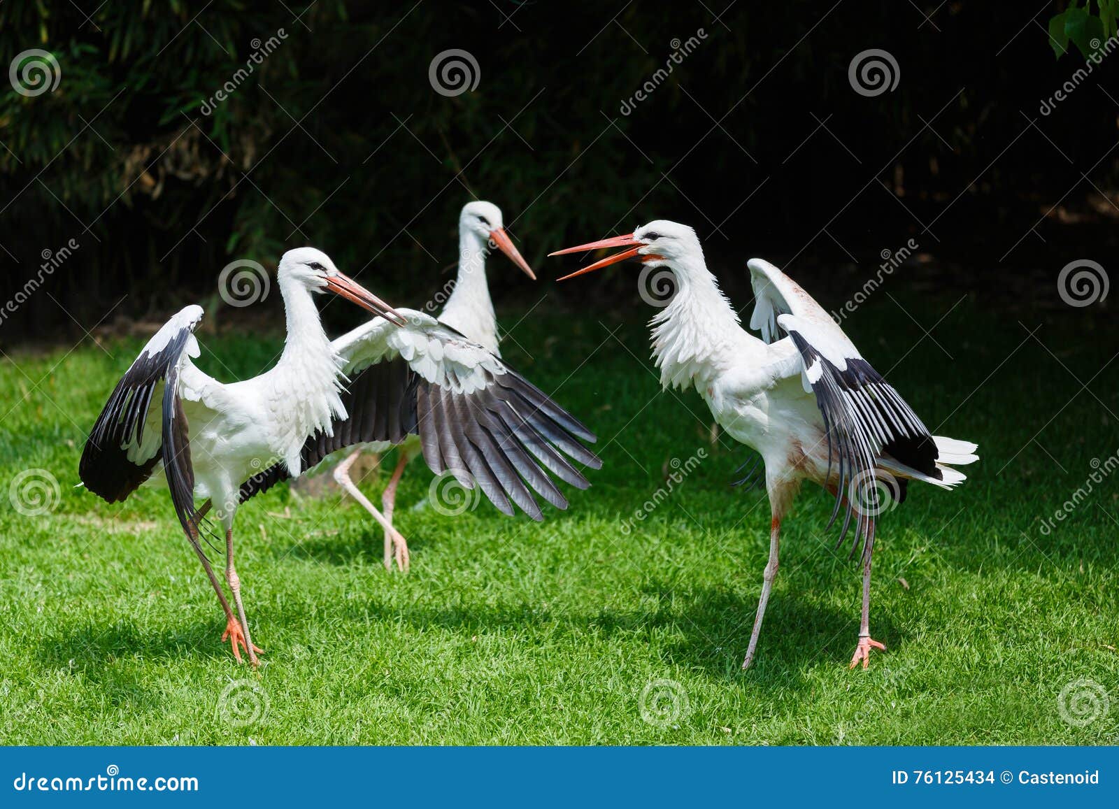The storks battle stock photo. Image of fight, feather - 76125434