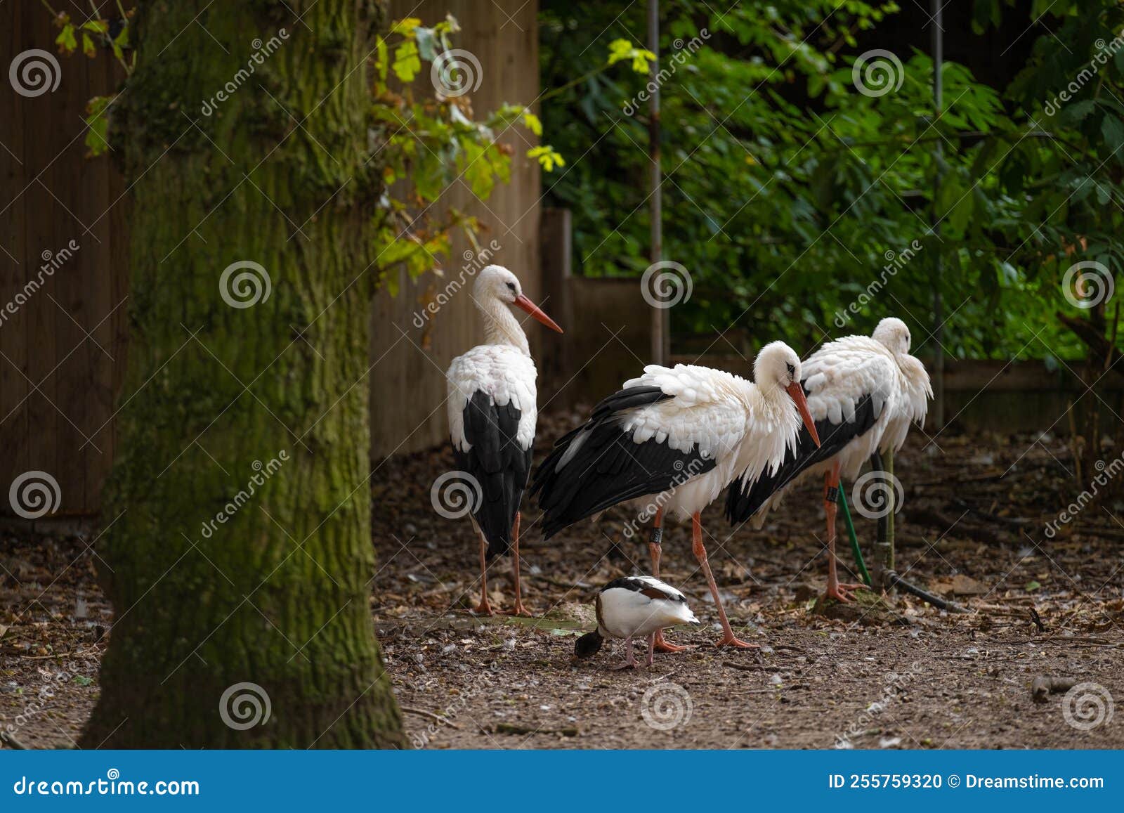 Storks. Black and White Storks in the Reserve.Group of Birds Storks and ...