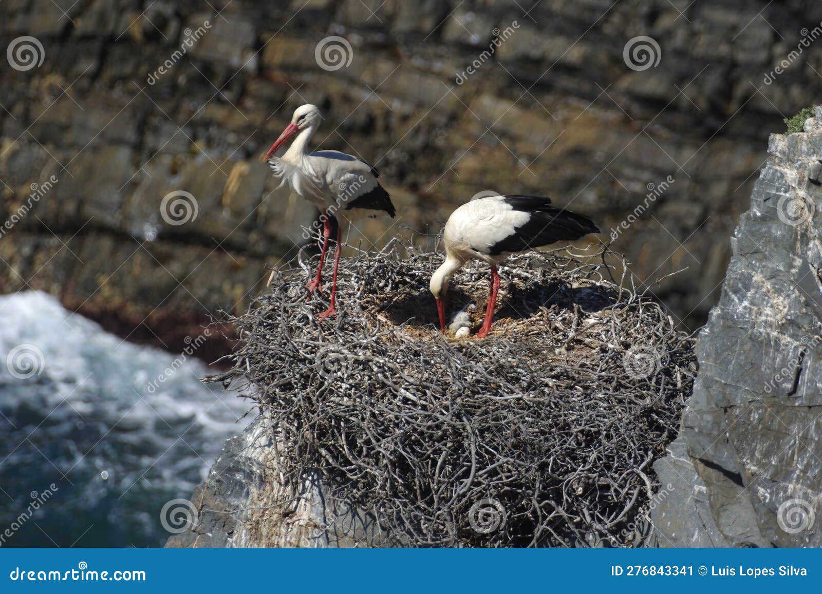 Storks with chicks stock image. Image of chicks, wildlife - 276843341