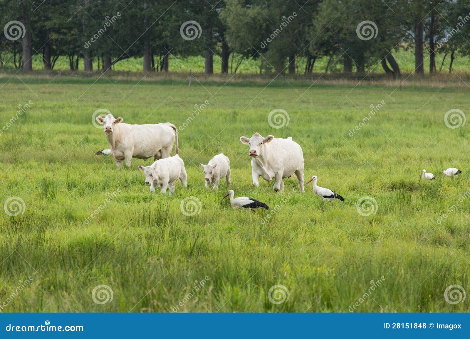 Storks and Cows on a Meadow Stock Photo - Image of meadow, domestic ...