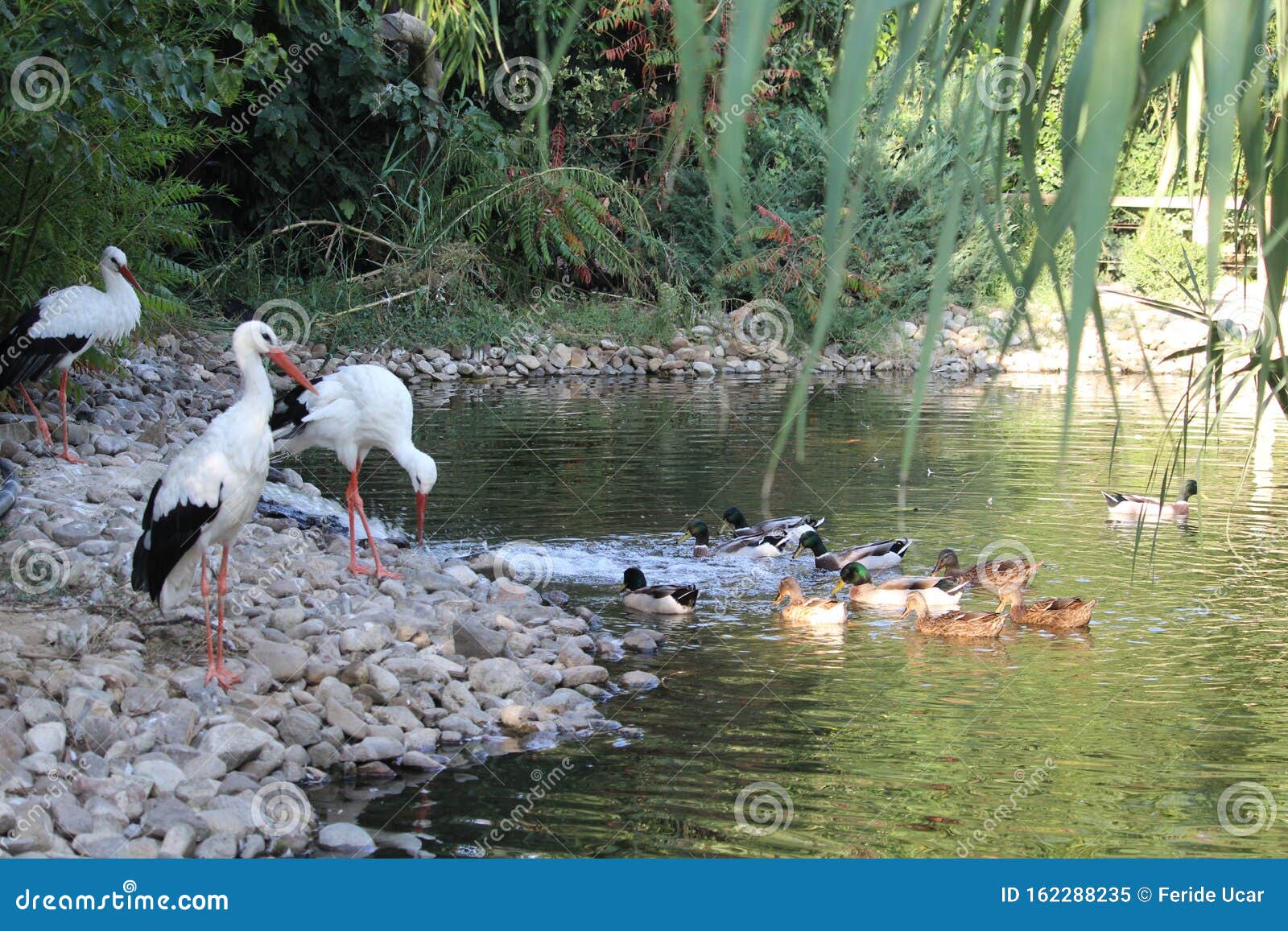 Storks and Ducks in the Wildlife Stock Image - Image of ducks, nature ...