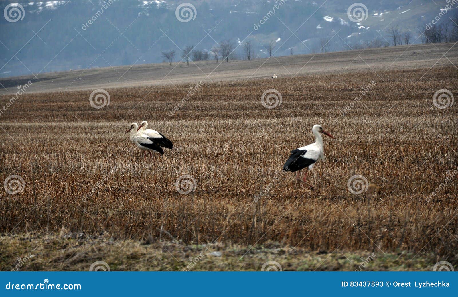 Storks in early spring stock image. Image of stork, cold - 83437893