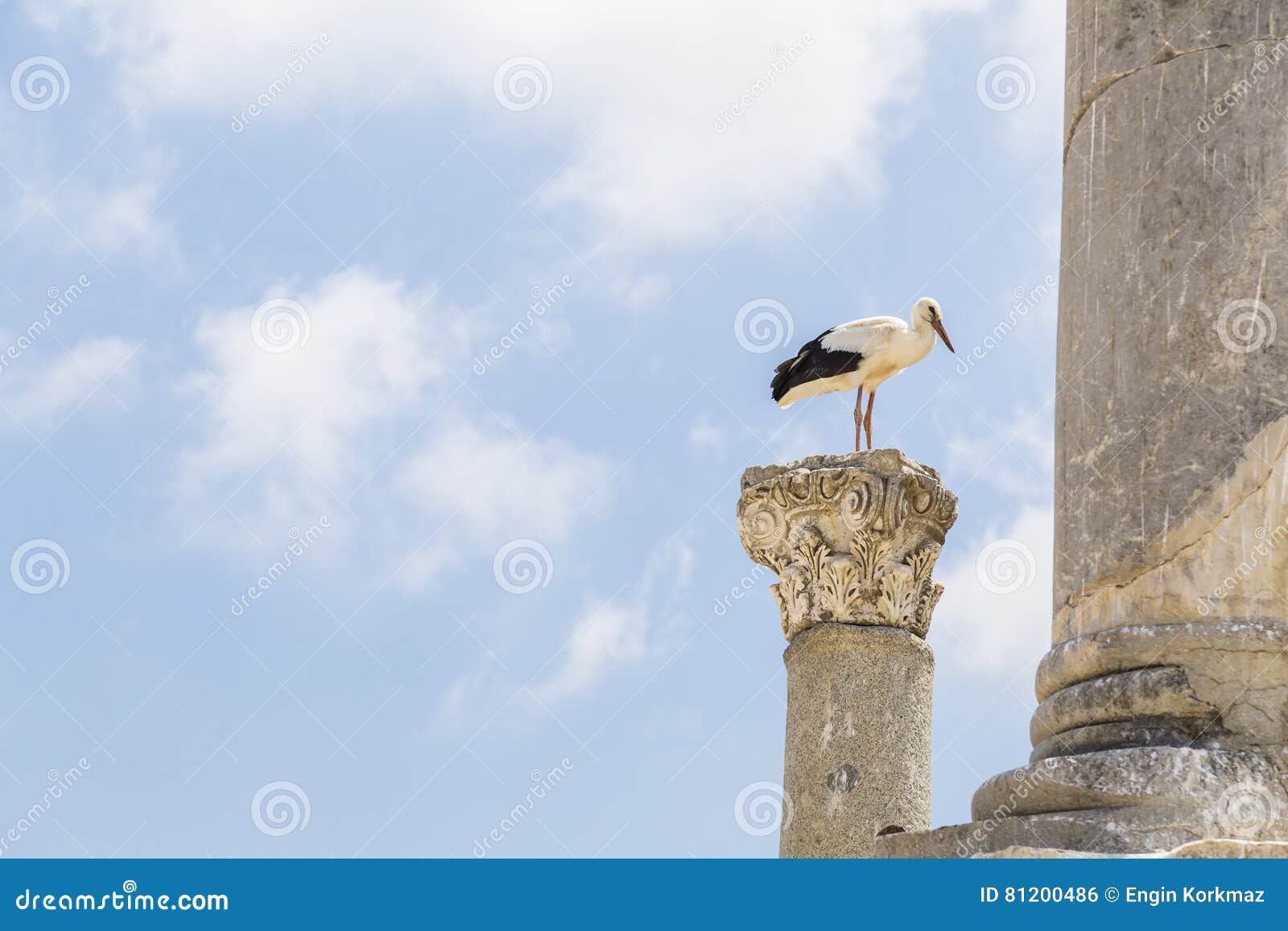 Storks in Ephesus stock photo. Image of place, ephesus - 81200486