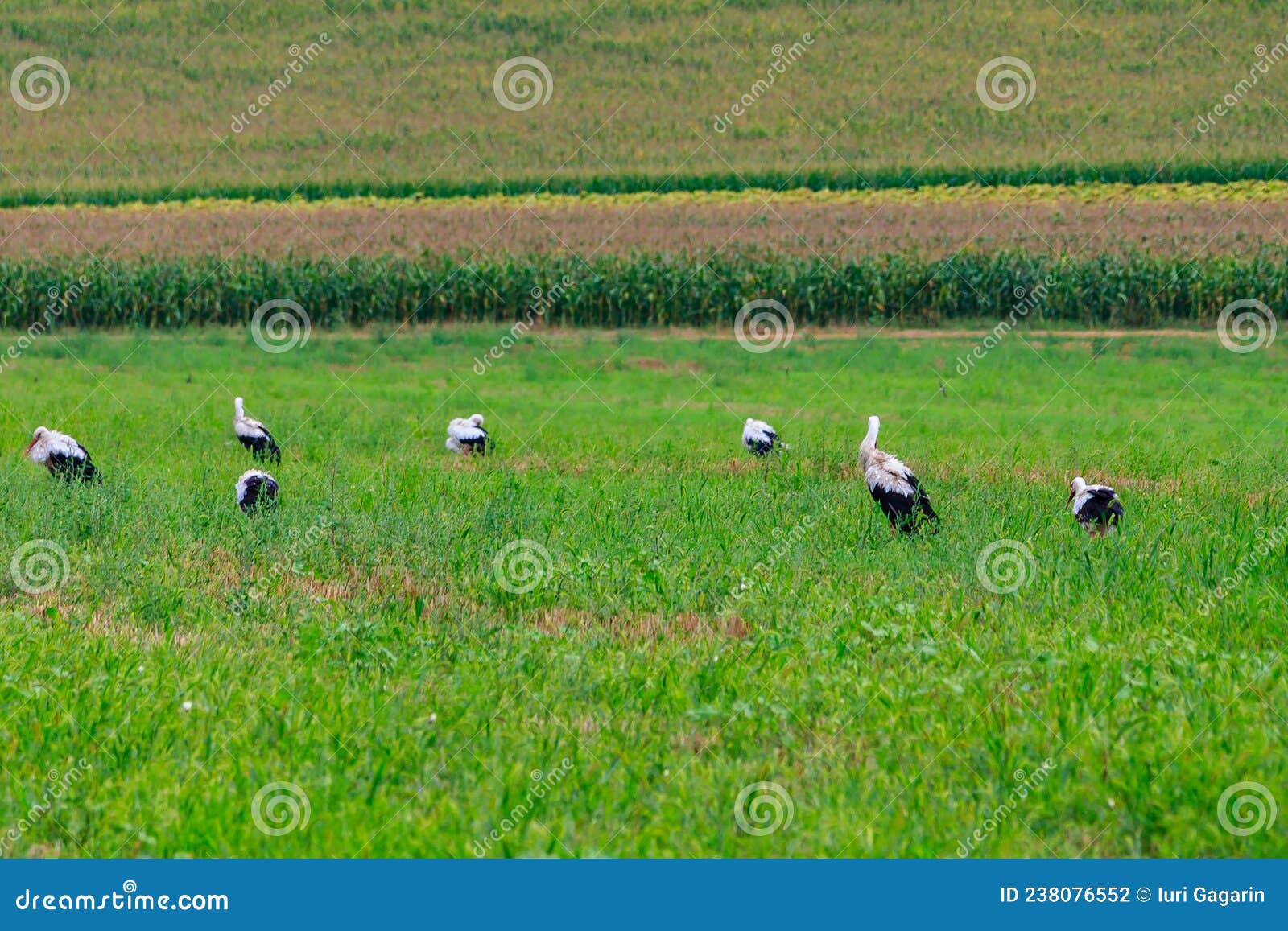 Storks in the Field. Migratory Birds at Rest. Migration of Flocks in ...