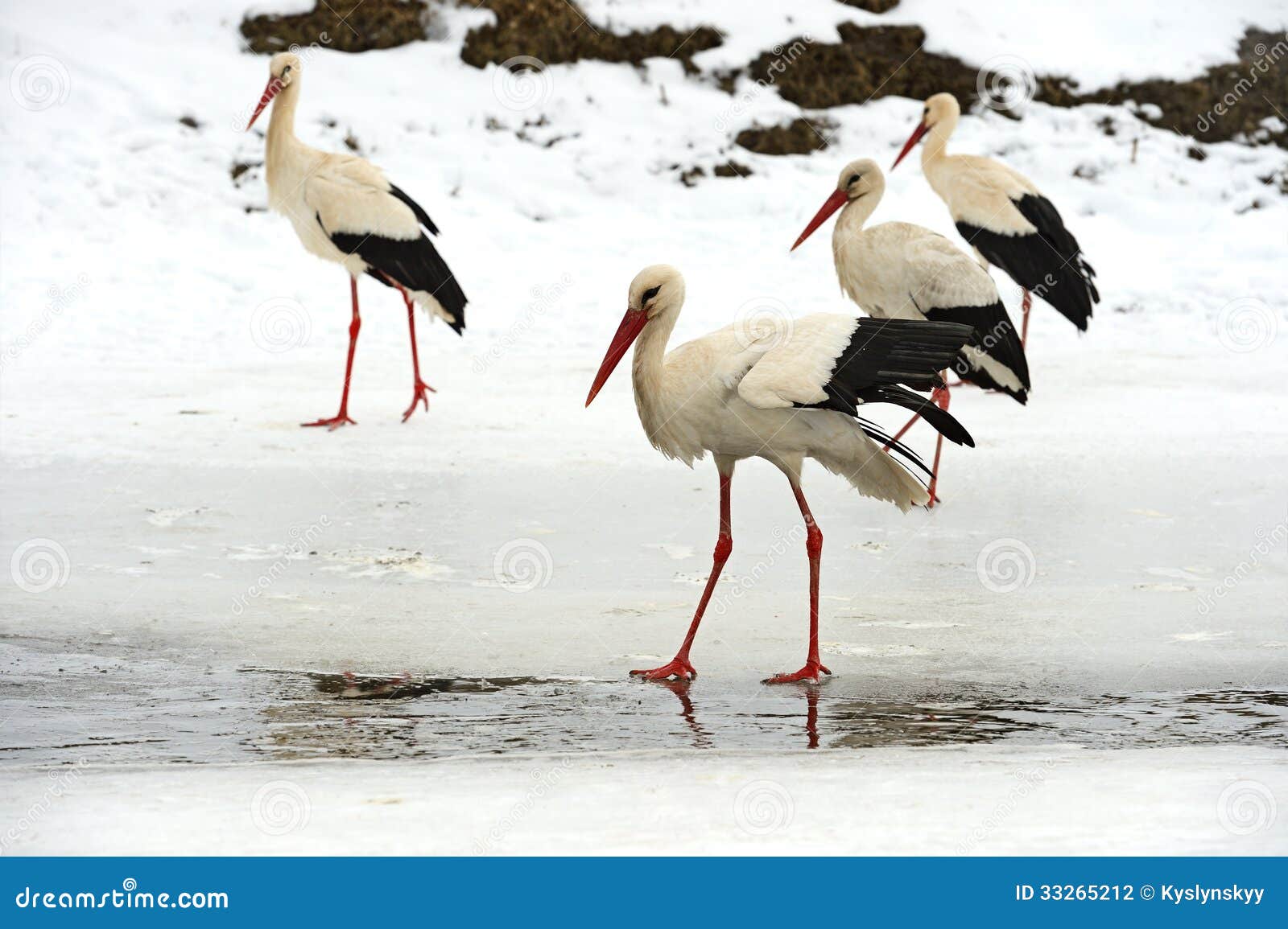 Storks stock photo. Image of zhiravl, timid, migratory - 33265212