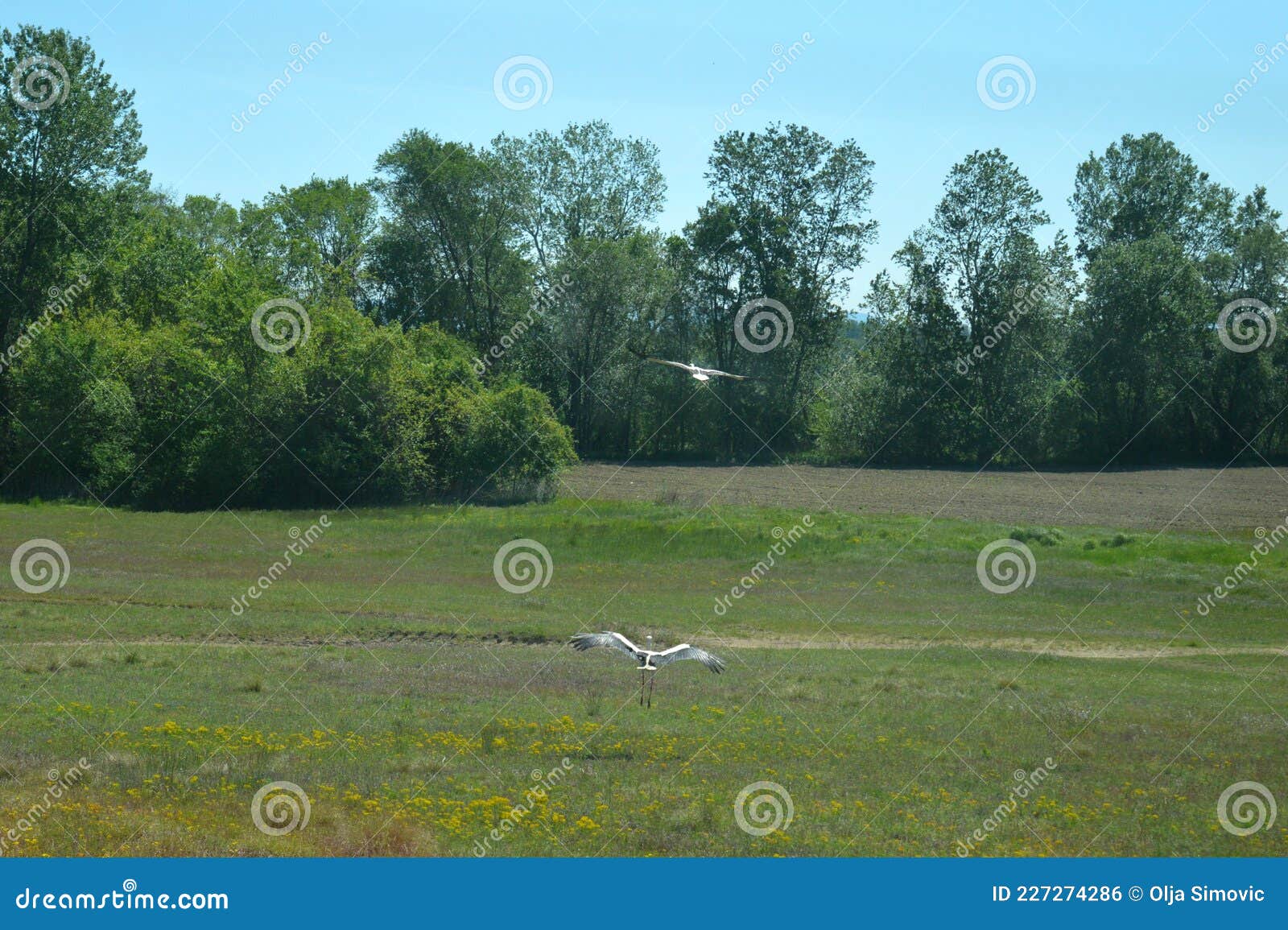 Storks Flew from the Meadow with Outstretched Wings Stock Photo - Image ...