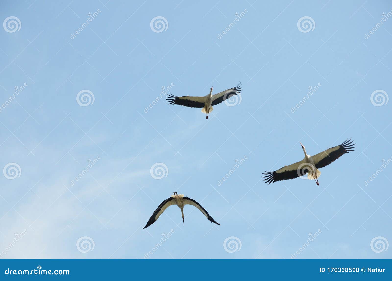 Storks flying in blue sky stock photo. Image of feathers - 170338590