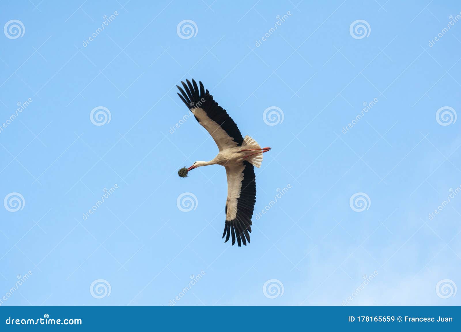 Storks flying stock image. Image of curved, black, painted - 178165659