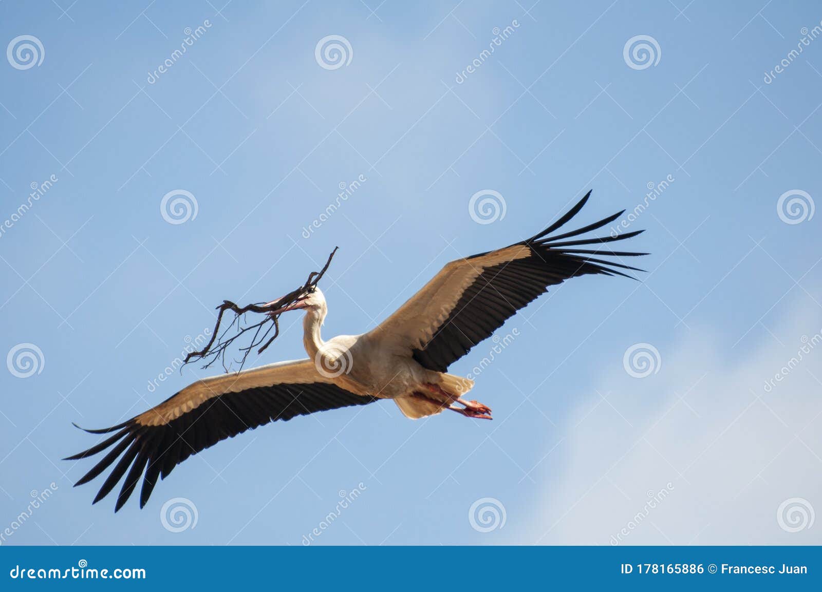 Storks flying stock photo. Image of mycteria, aquatic - 178165886