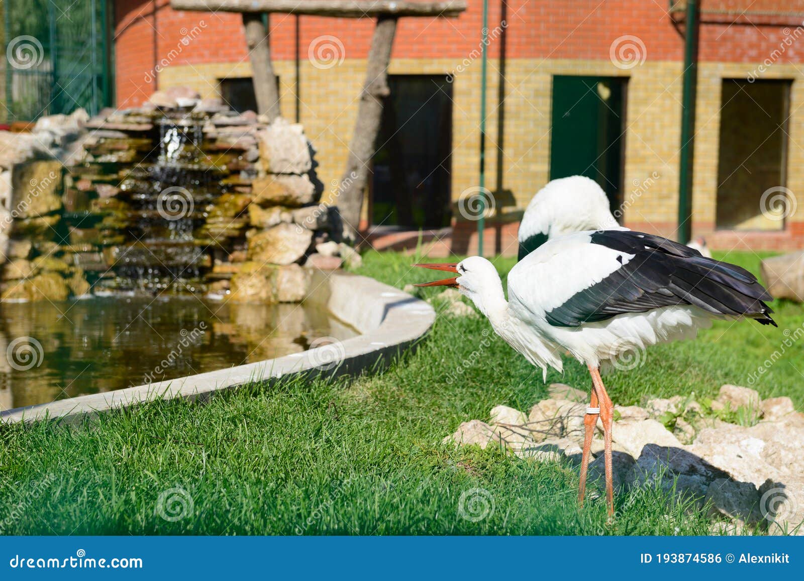 Storks on a Green Meadow in the Zoo on a Sunny Day Stock Photo - Image ...