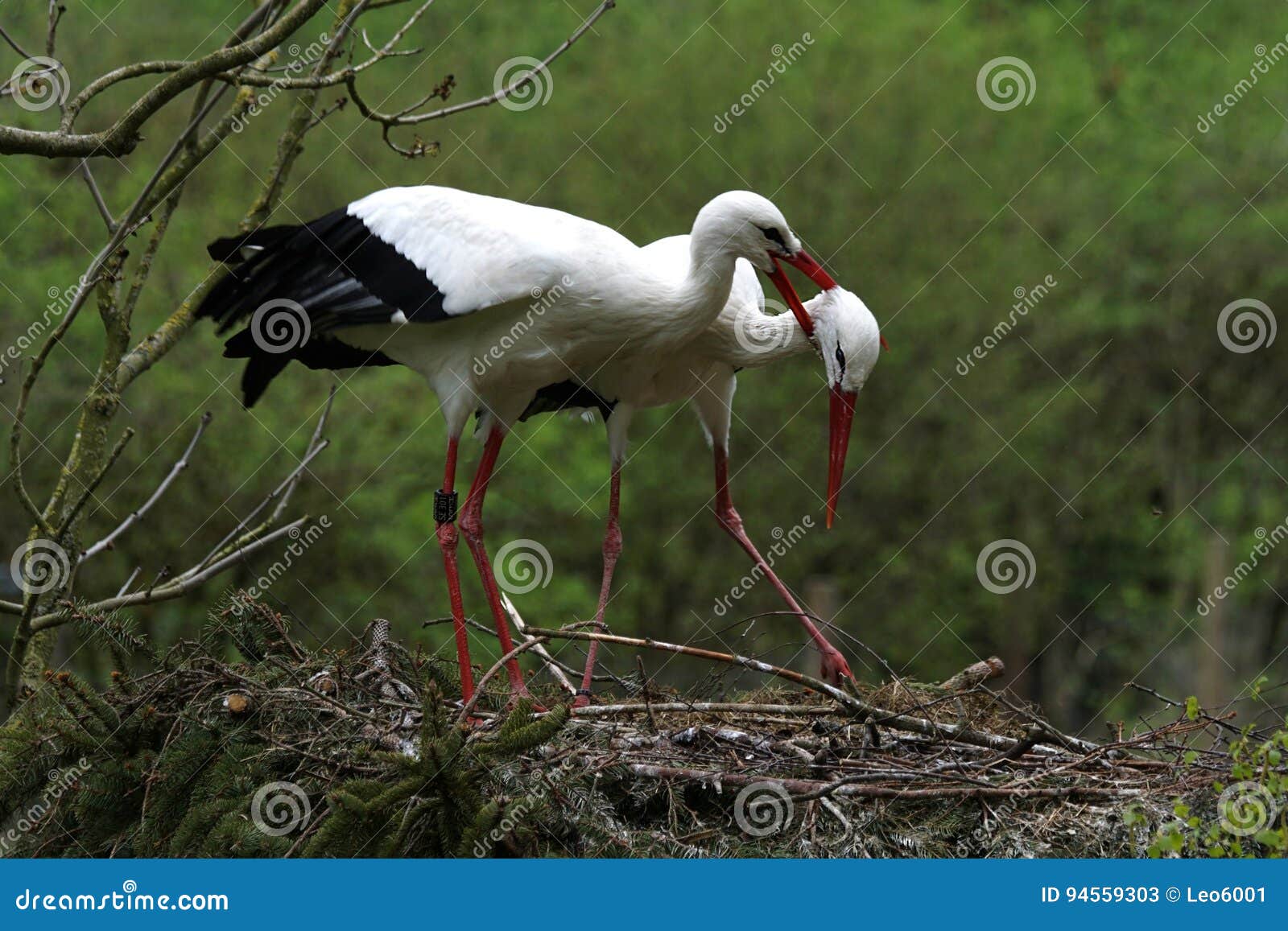 Storks in love stock image. Image of ciconia, couple - 94559303
