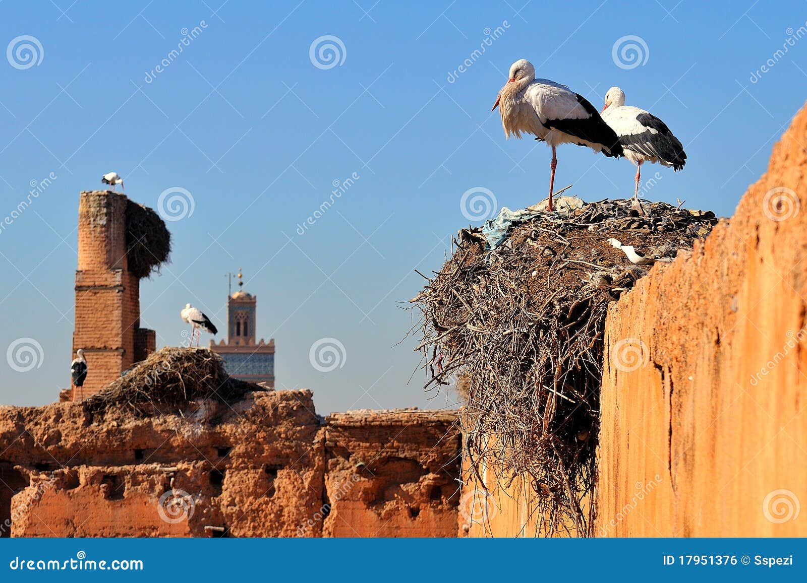 Storks in Marrakech stock photo. Image of landmarks, market - 17951376