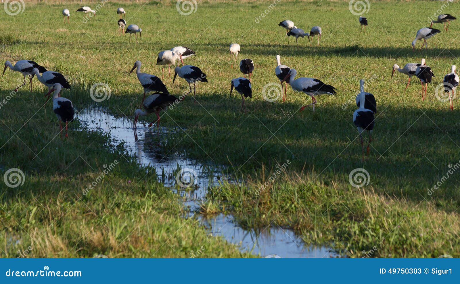 Storks in a Meadow stock image. Image of irrigation, colony - 49750303