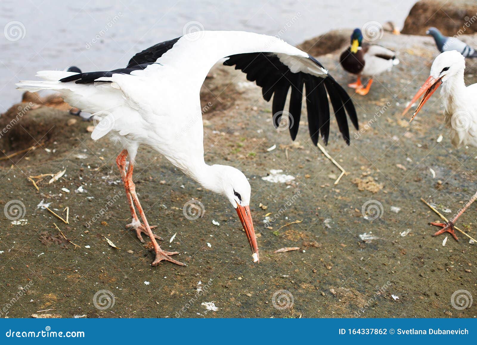 Storks Near the Lake. Stork Eats Bread with Its Beak and Flapping Wings ...