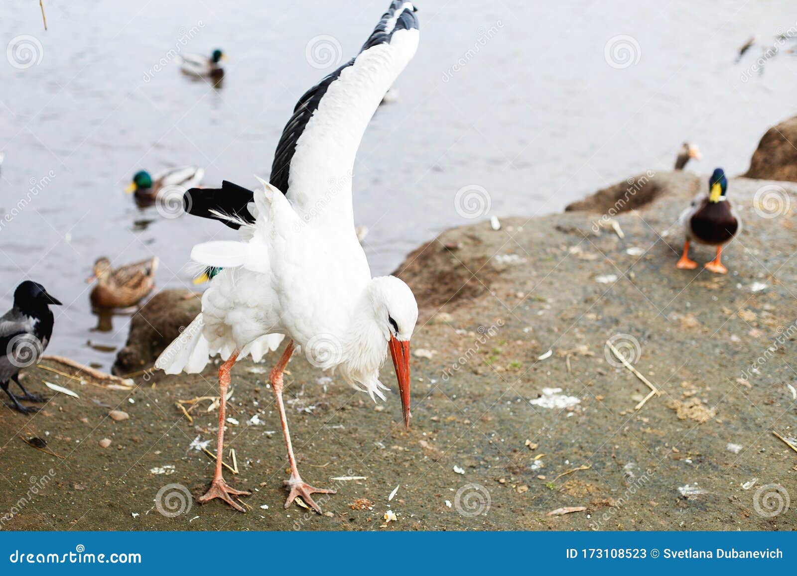 A Storks Near the Lake. Portrait of a Stork. Stork Eats Bread with Its ...